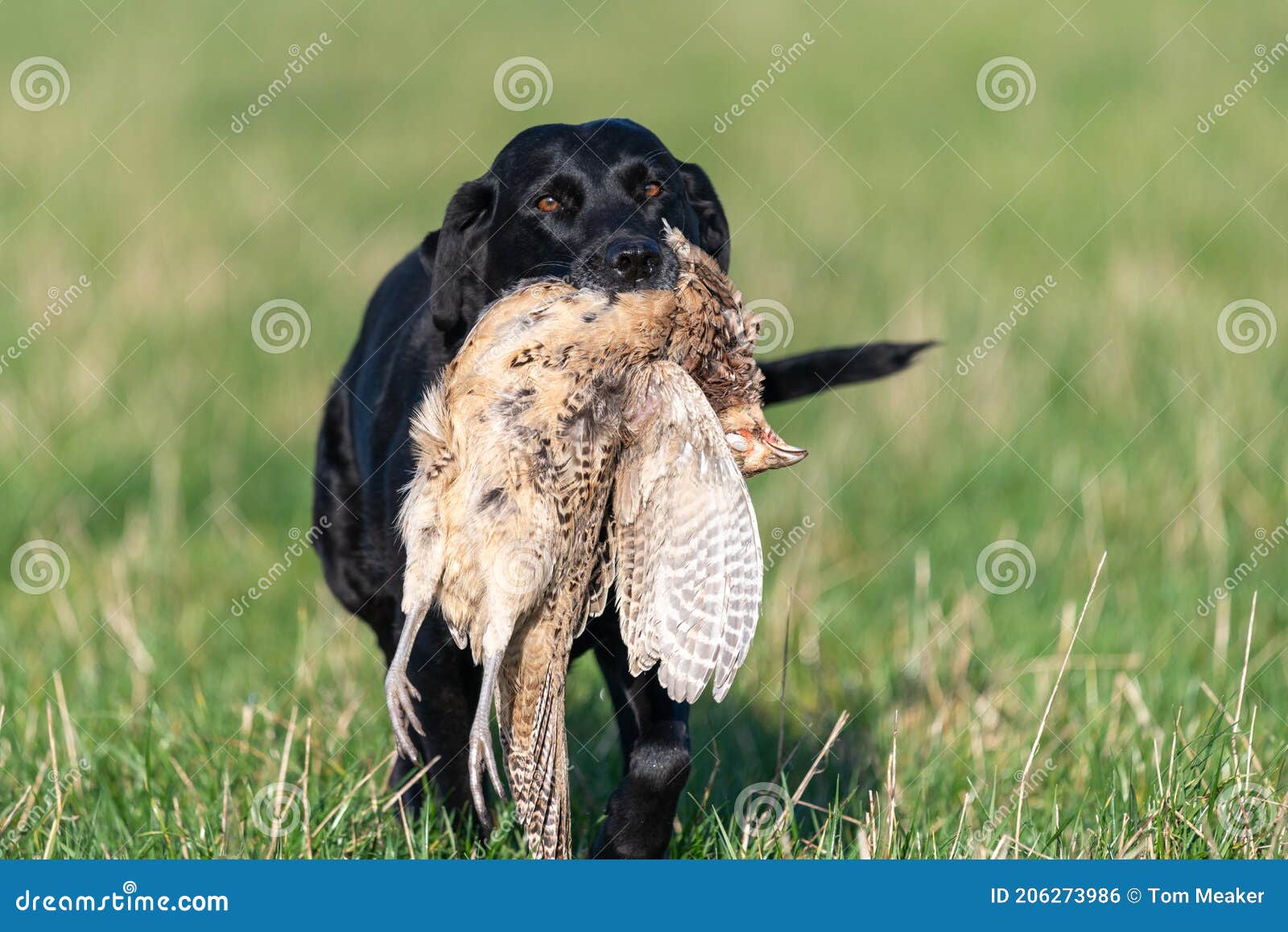 Black Labrador stock photo. Image of labrador, game - 206273986
