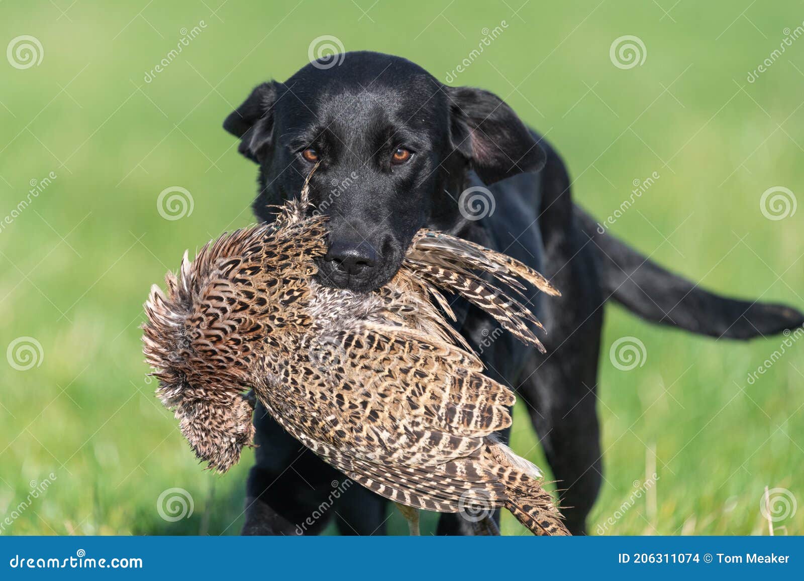 Black Labrador stock photo. Image of outdoors, retrieveing - 206311074