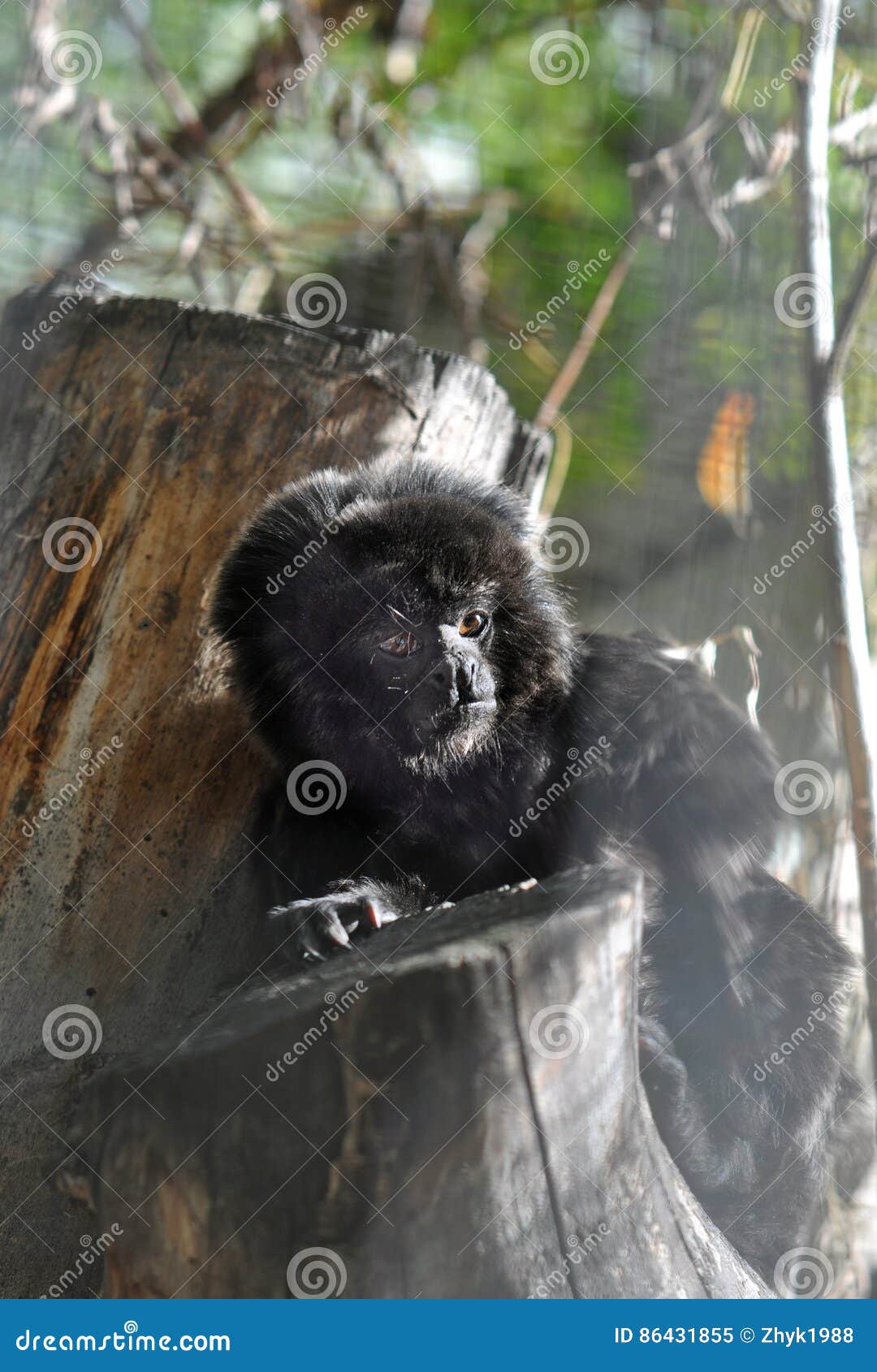 Portrait of Black Monkey in the Zoo Stock Image - Image of cute, tree ...