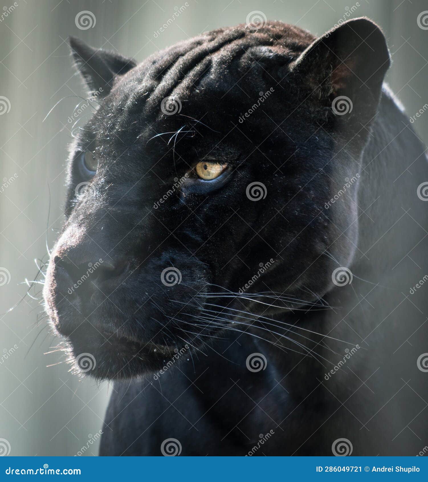 Portrait of a Black Panther in the Zoo Stock Image - Image of blurred ...