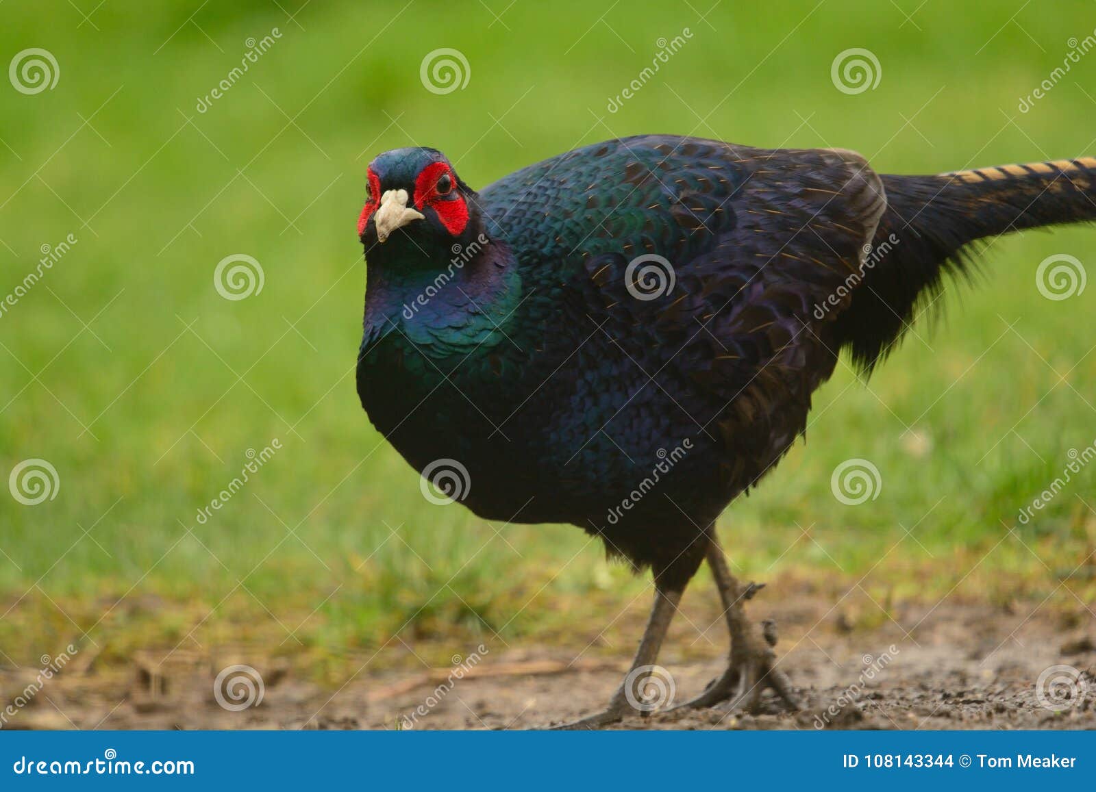 Portrait of a Black Pheasant Stock Photo - Image of pheasant, game ...