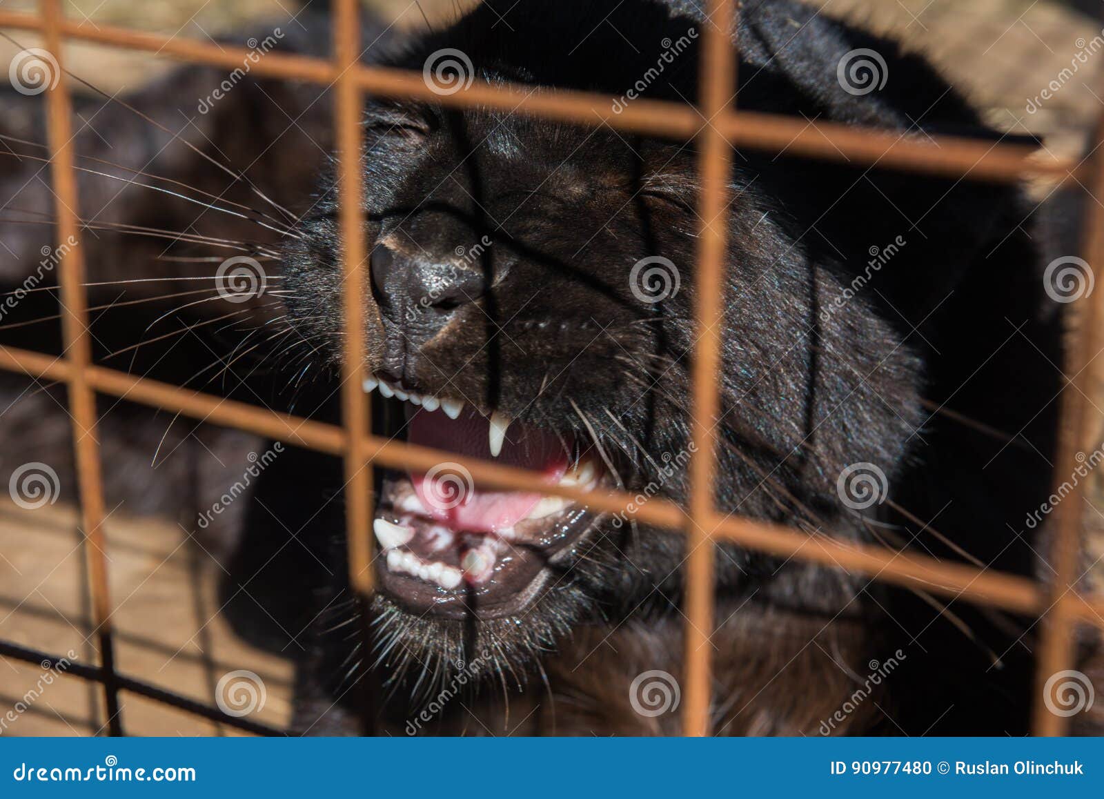 Portrait of the black puma stock photo. Image of closeup - 90977480