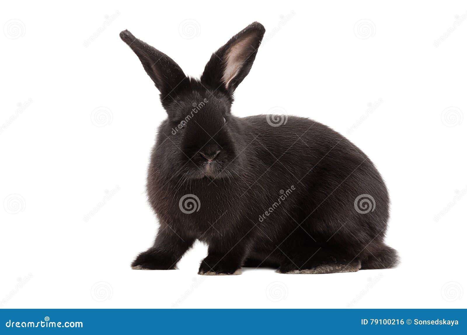 Portrait of a black rabbit stock photo. Image of domestic - 79100216