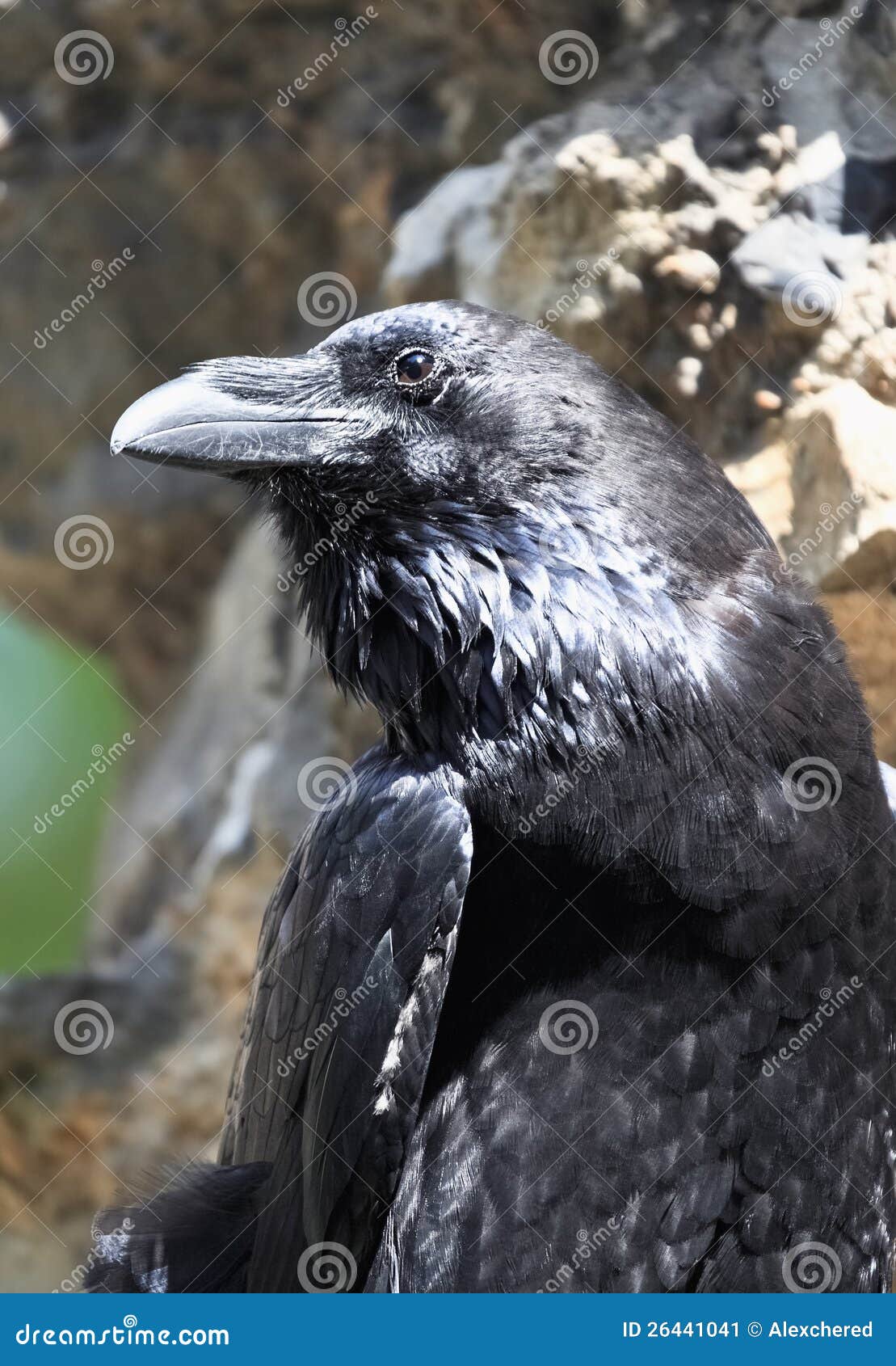 Black Raven from the Tower of London, UK Stock Image - Image of avian ...