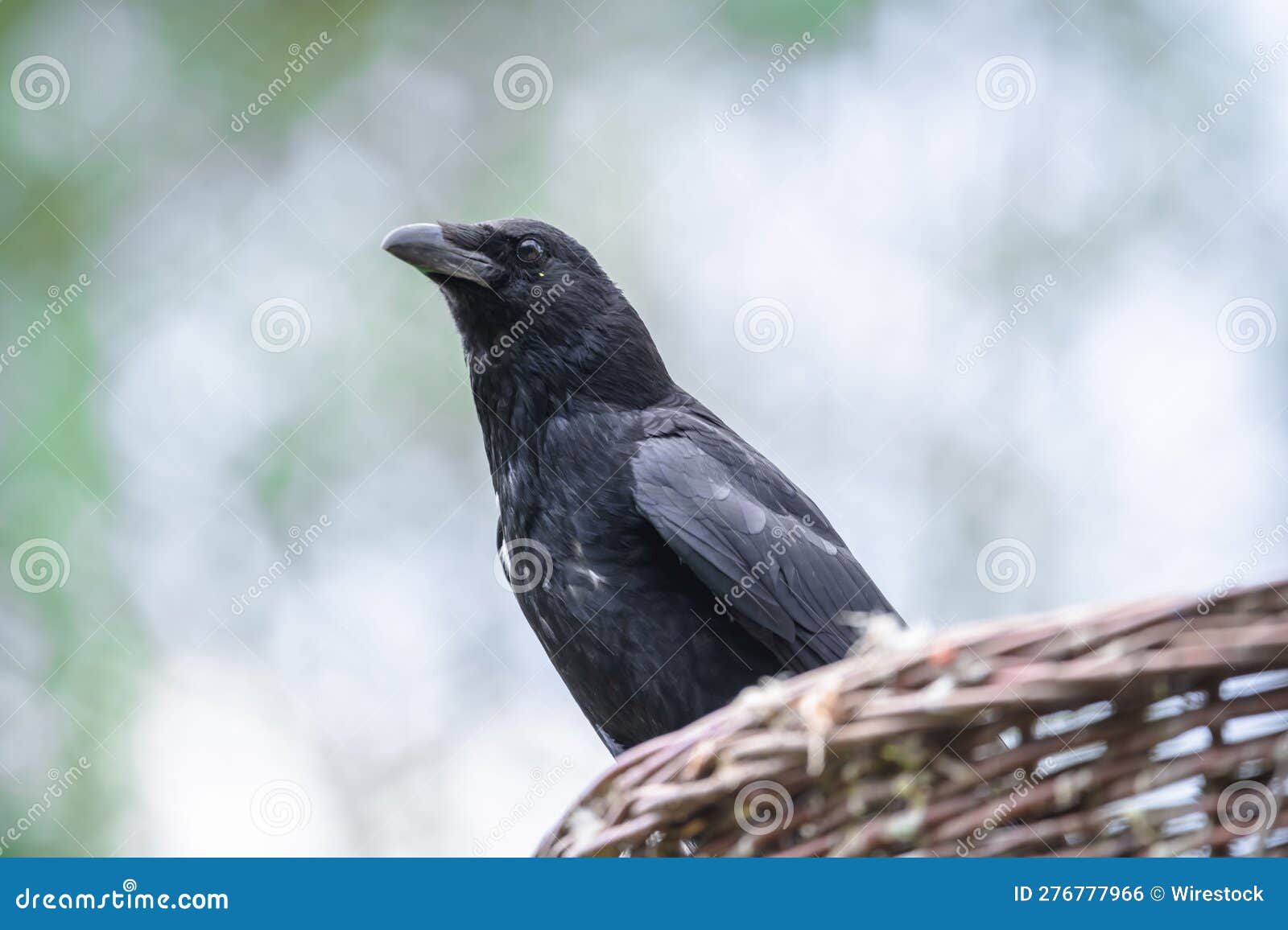 Portrait of a Black Raven in the Wood in Germany Stock Photo - Image of ...