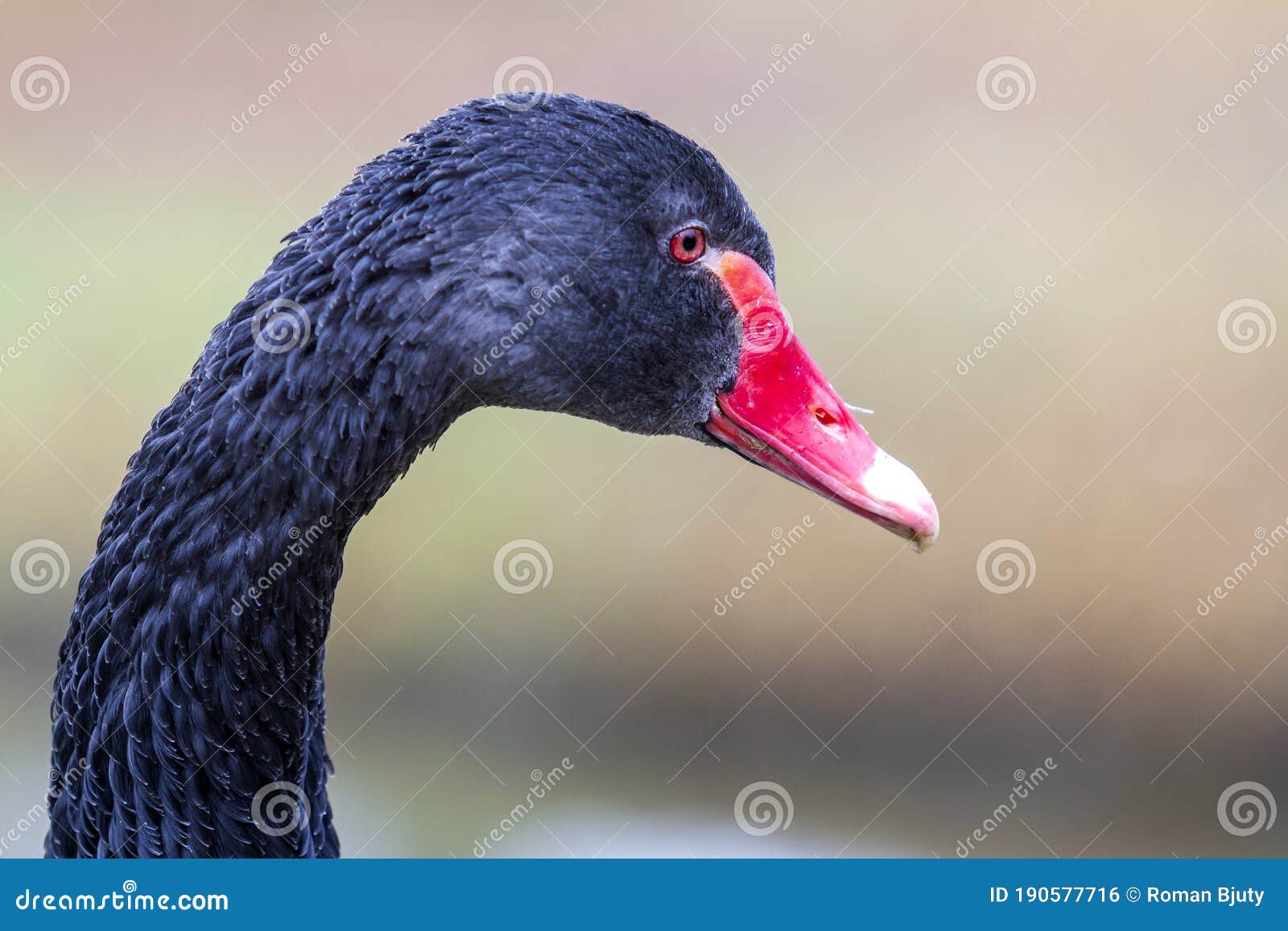 Portrait of a Black Swan. the Swan Has a Red Eye and Beak Stock Photo ...