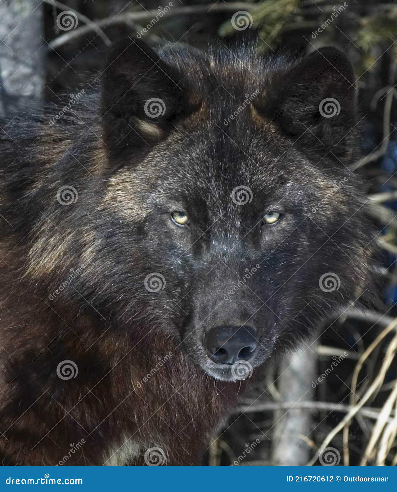 Portrait of Black Timber Wolf Stock Photo - Image of wildlife, predator ...