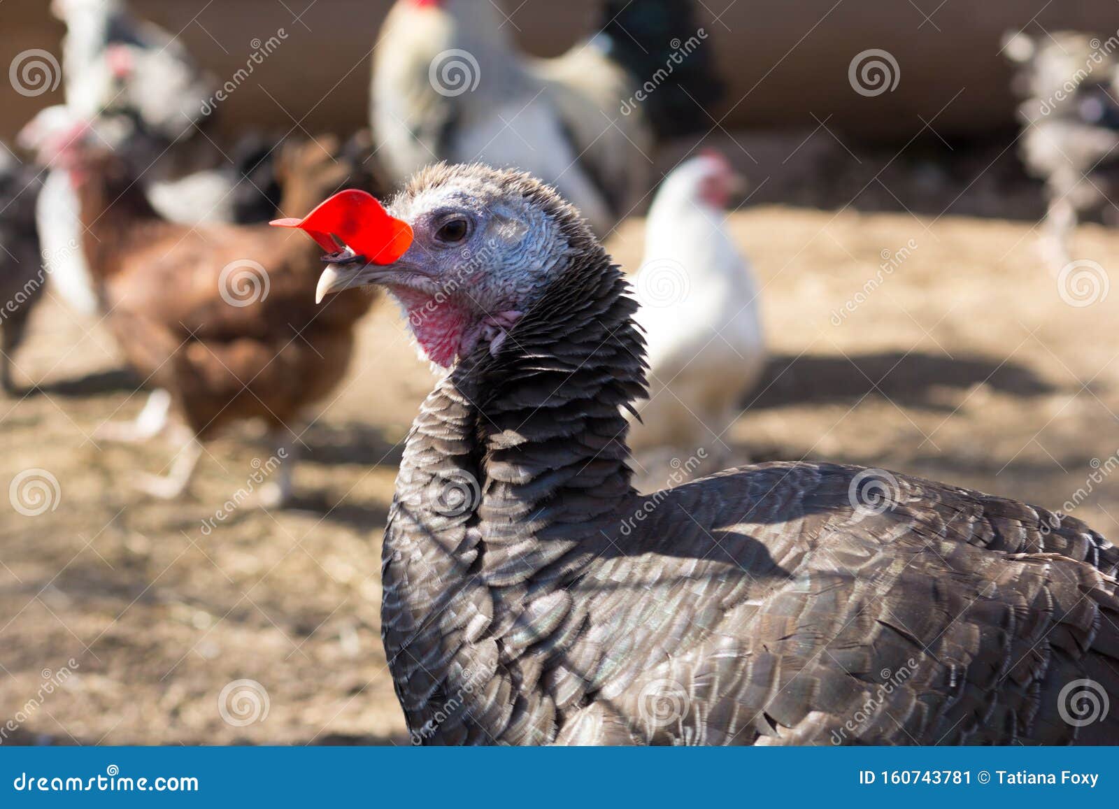Portrait of the Black Turkey Looking Aside Outdoors Stock Image - Image ...