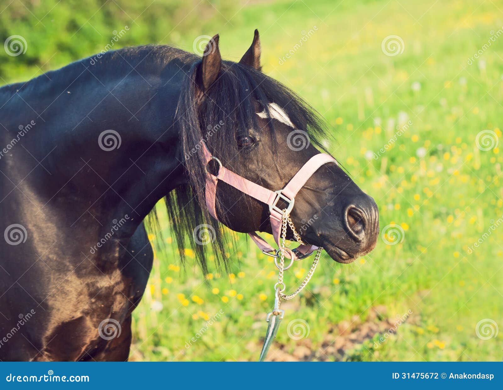 Portrait of Black Welsh Pony Stallion Stock Photo - Image of outside ...