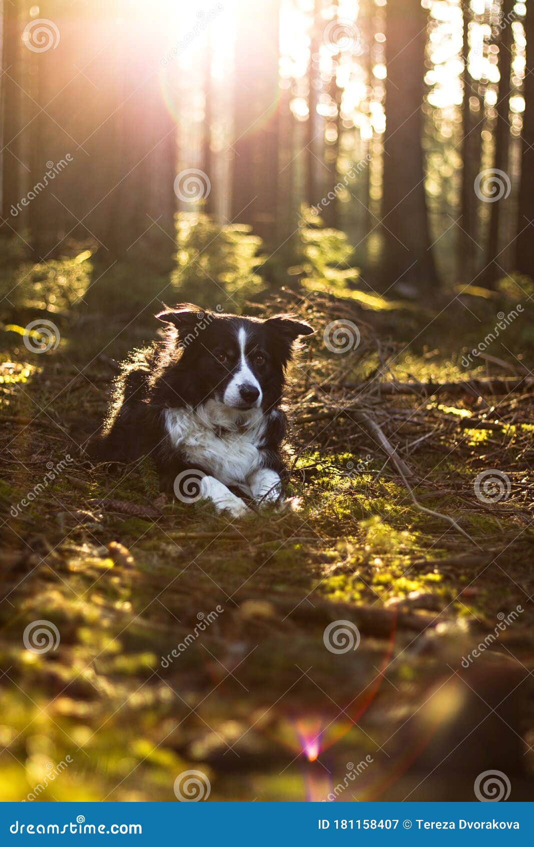 Portrait of a Black and White Border Collie at Orange Sunrise Stock ...