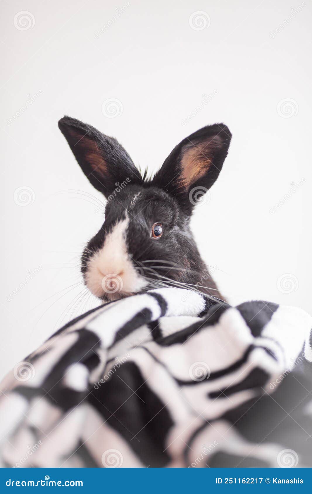 Portrait of a Black and White Dutch Rabbit Indoor Stock Image - Image ...