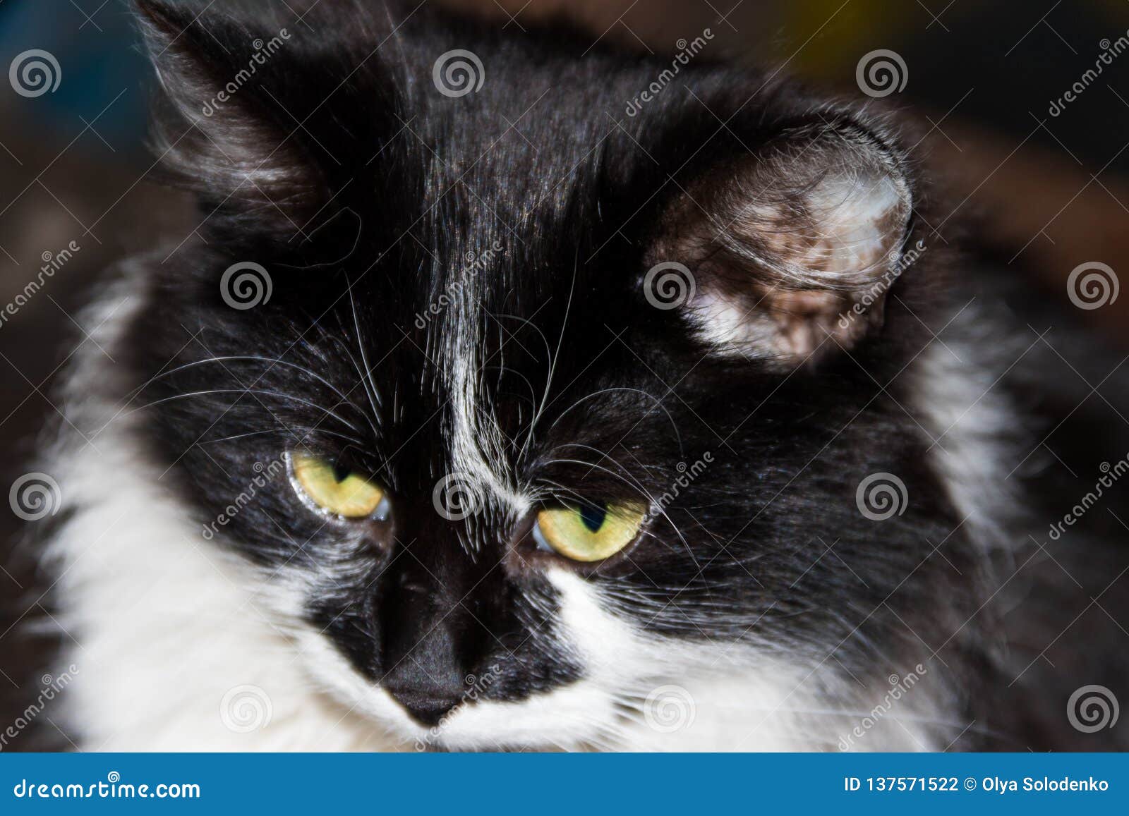 Portrait of Black and White Fluffy Cat Close-up Stock Photo - Image of ...