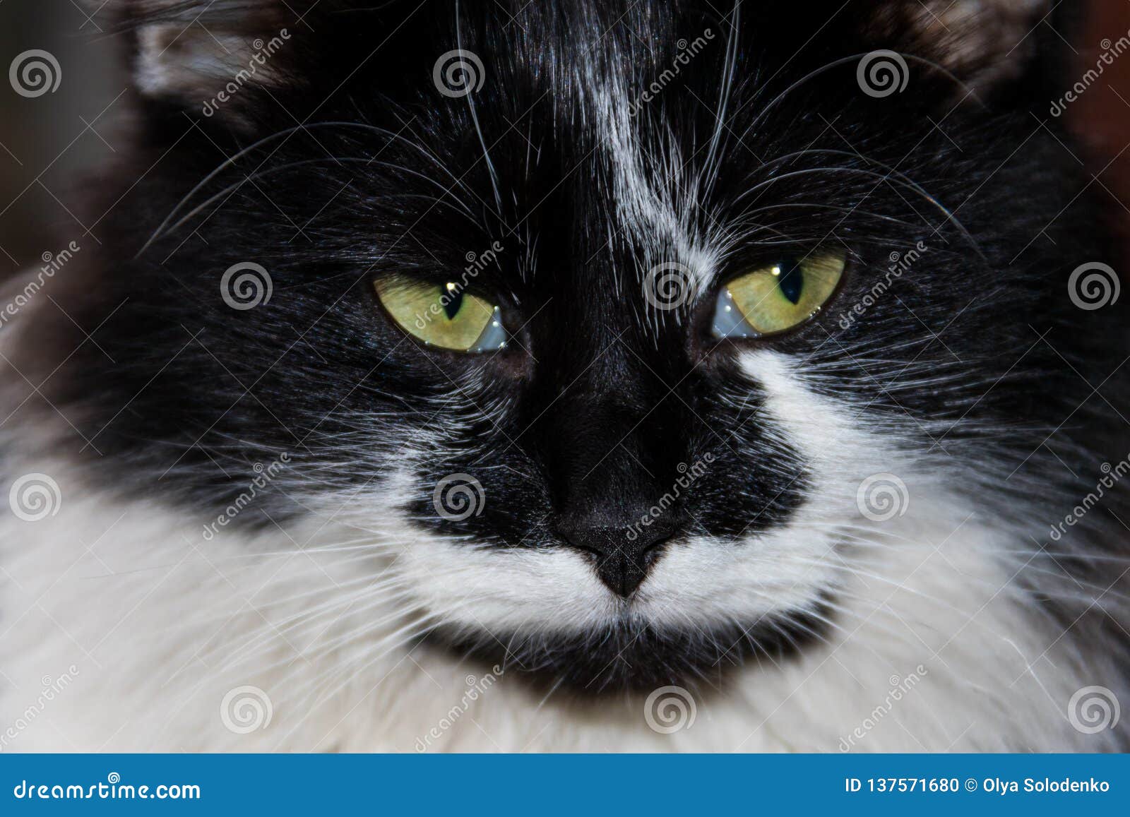 Portrait of Black and White Fluffy Cat Close-up Stock Photo - Image of ...