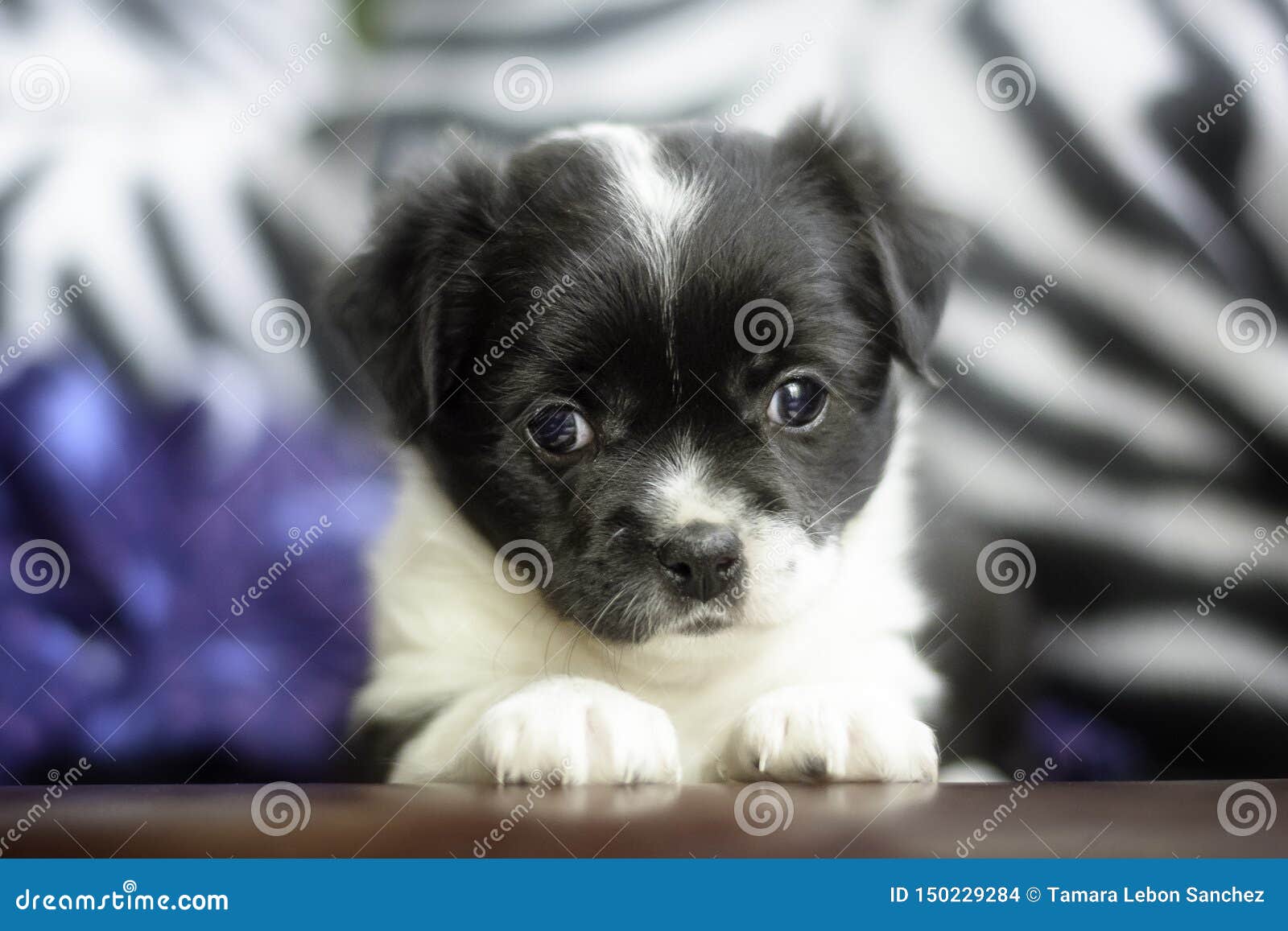 Portrait of a Black and White Mix Breed Puppy Stock Photo - Image of ...