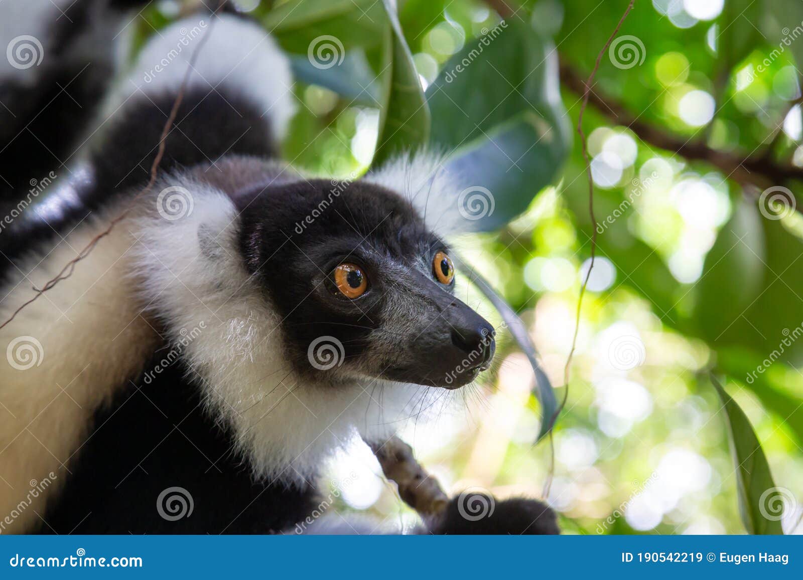 A Portrait of a Black and White Vari Lemur Stock Image - Image of green ...