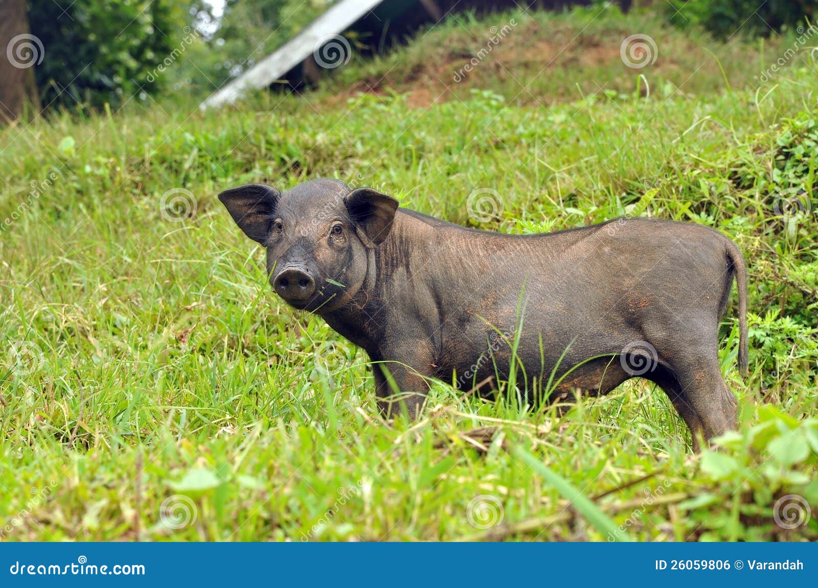 Portrait of Black Wild Boar Stock Photo - Image of creature, mammal ...