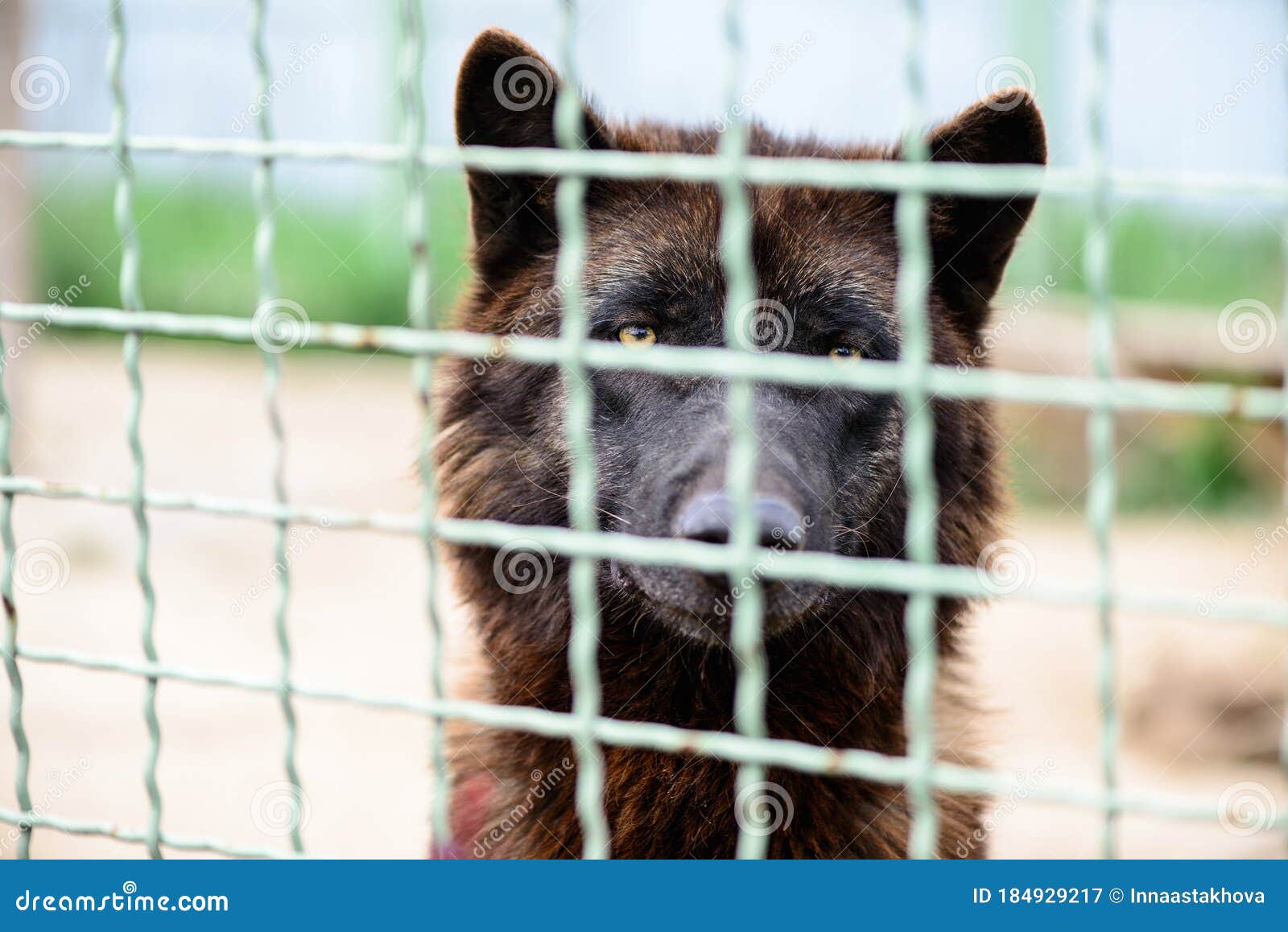 Portrait of a Black Wolf Behind a Fence in Zoo Stock Image - Image of ...