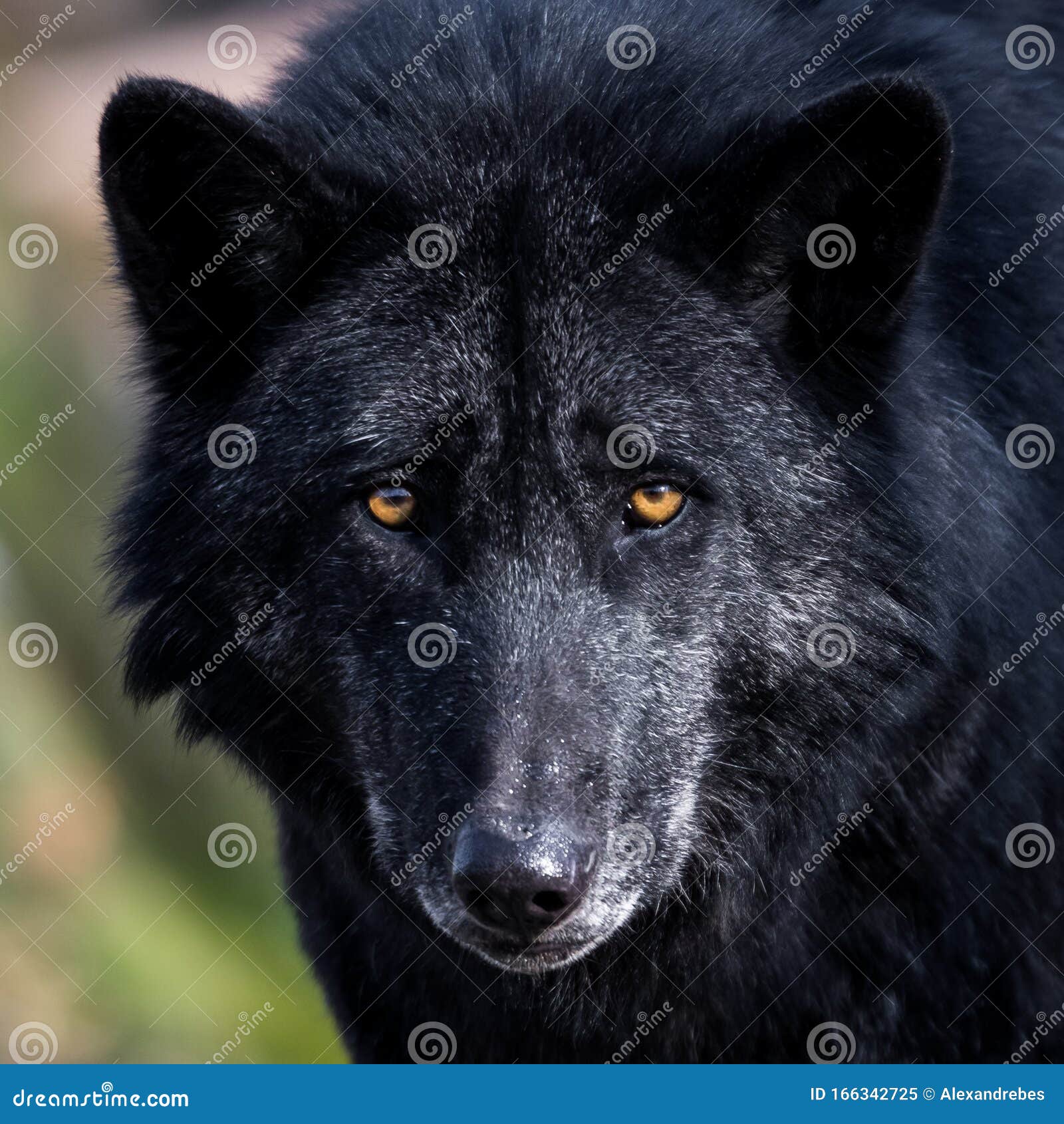 Portrait of Black Wolf in the Forest Stock Image - Image of danger ...