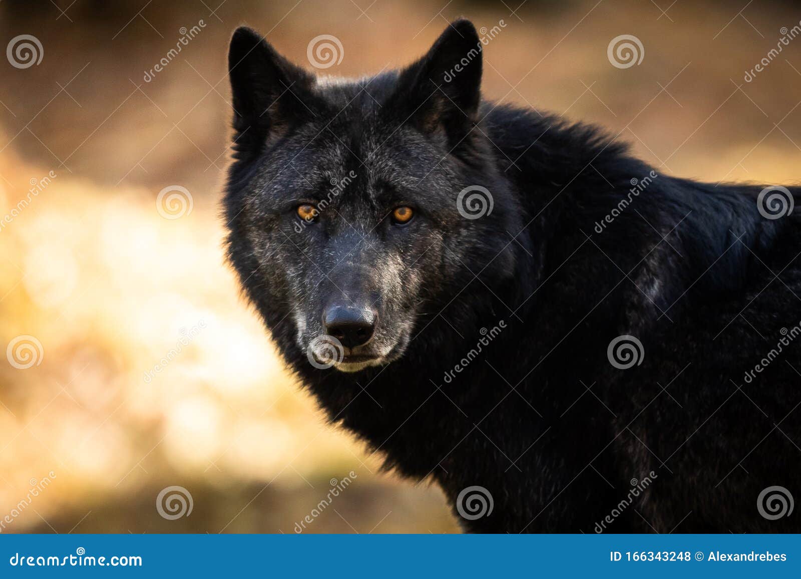 Portrait of Black Wolf in the Forest Stock Photo - Image of natural ...