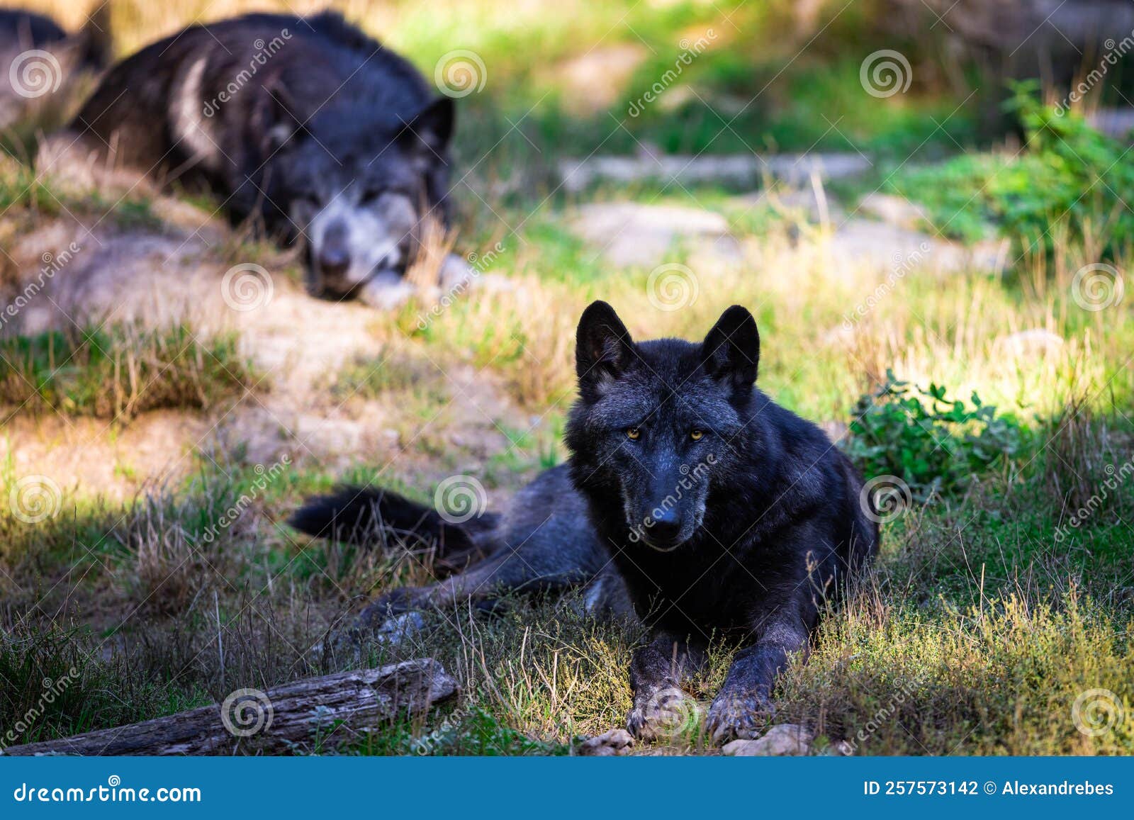 Portrait of a Black Wolf or Timberwolf in the Forest Stock Photo ...