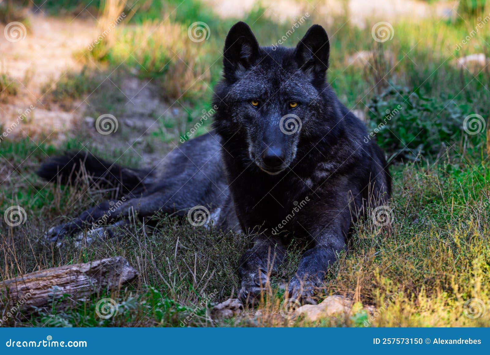 Portrait of a Black Wolf or Timberwolf in the Forest Stock Photo ...