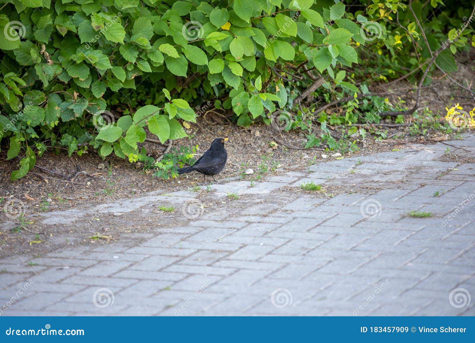 Portrait of a Blackbird Looking into the Camera Stock Image - Image of ...