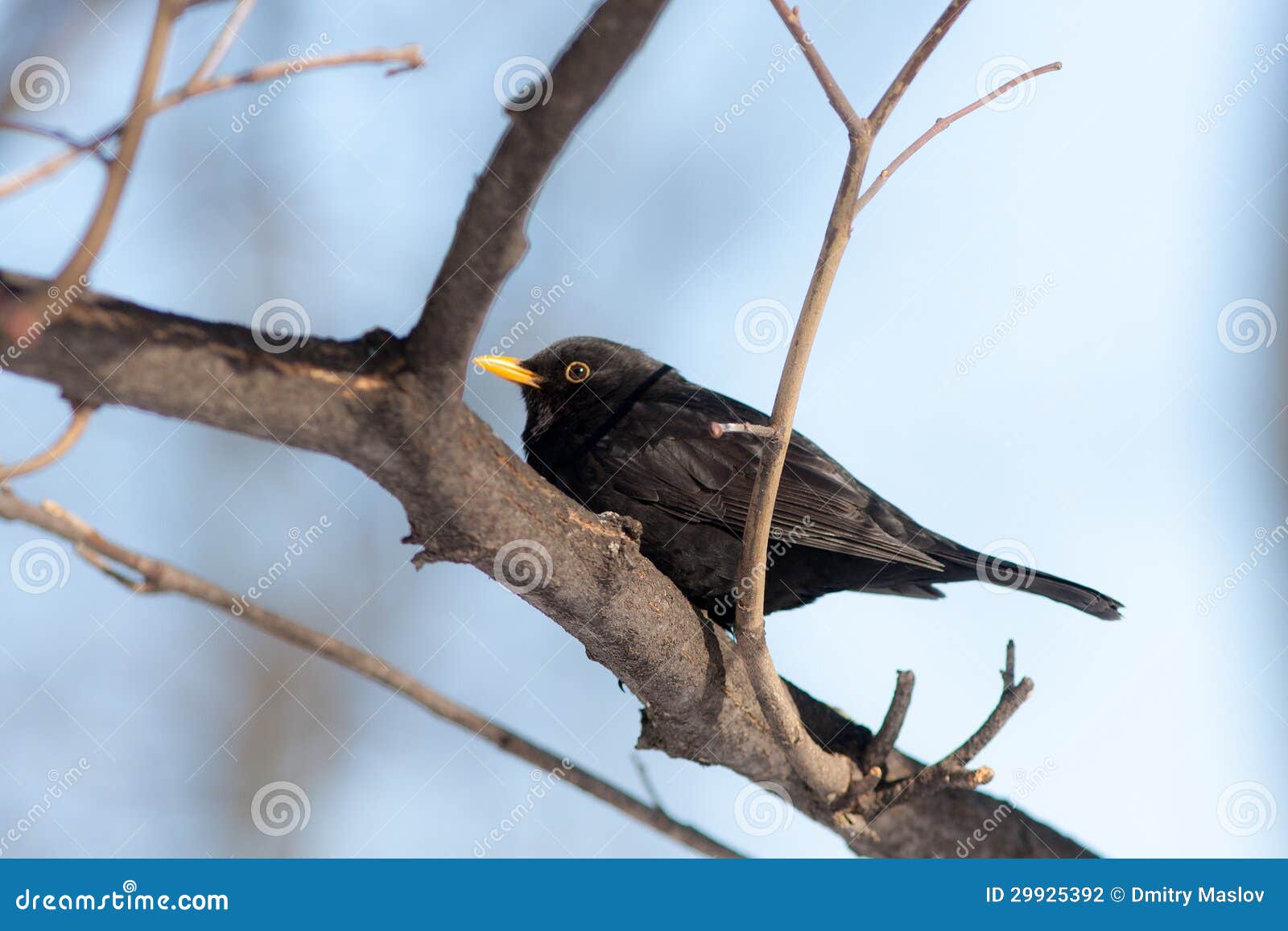 Blackbird on a tree branch stock photo. Image of blackbird - 29925392