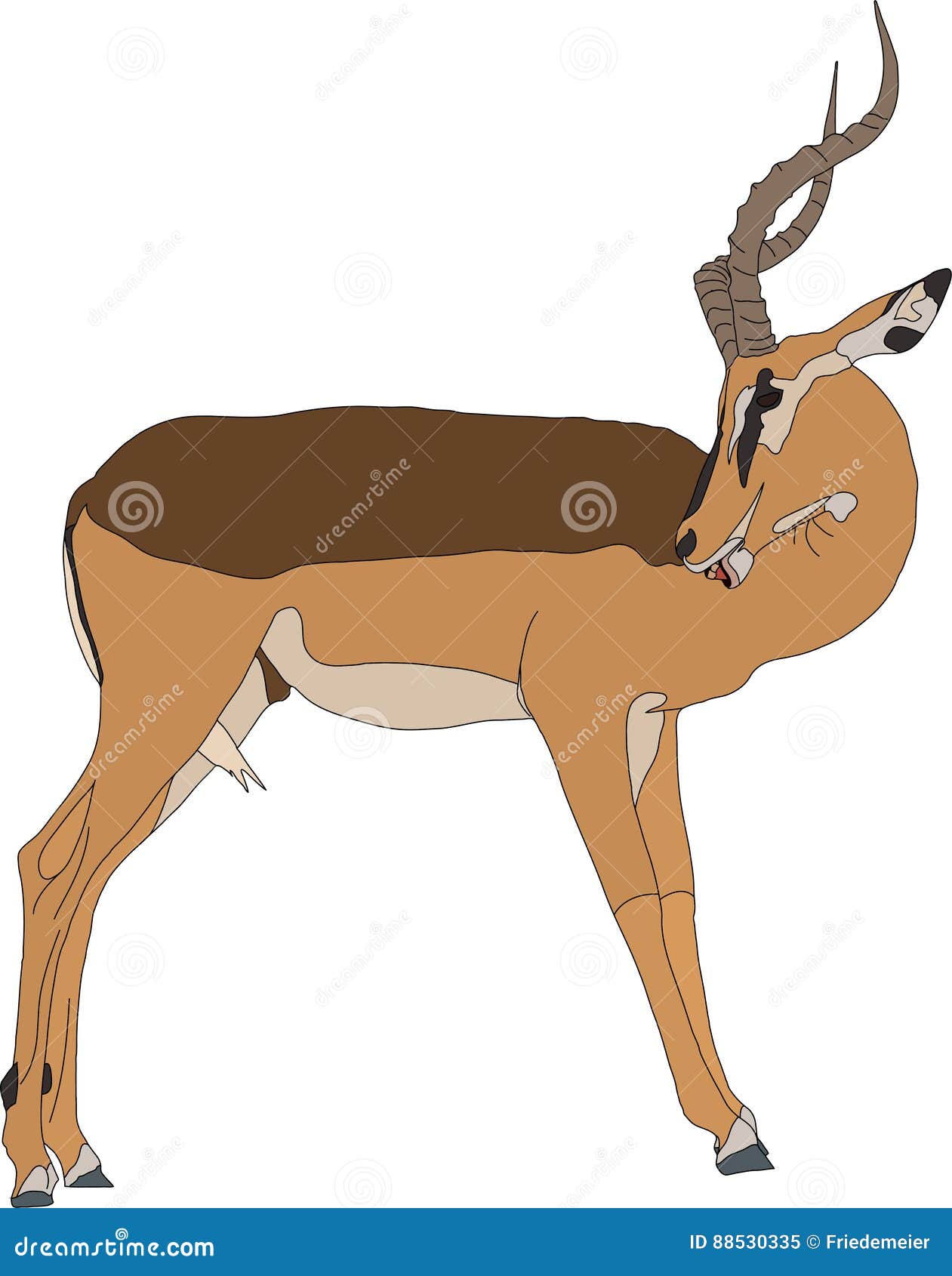 Portrait of a Blackfaced Impala, Standing, Head Back, Side View Stock ...