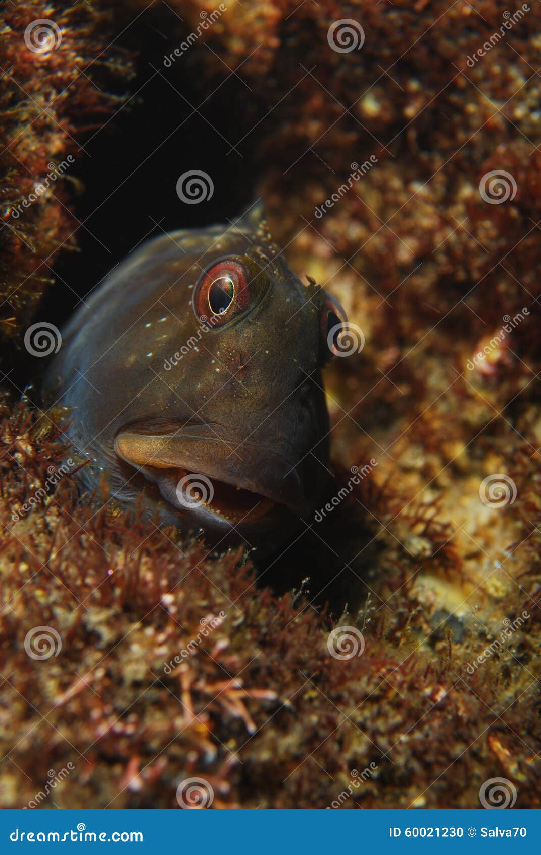 Portrait of blenny stock photo. Image of bottom, invertebrate - 60021230