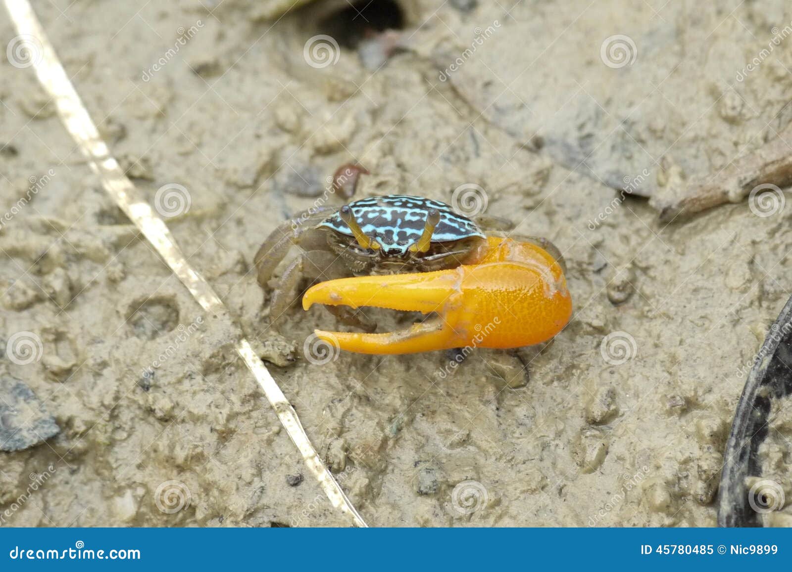 Portrait of Blue Fiddler Crab Stock Image - Image of malaysia, sand ...