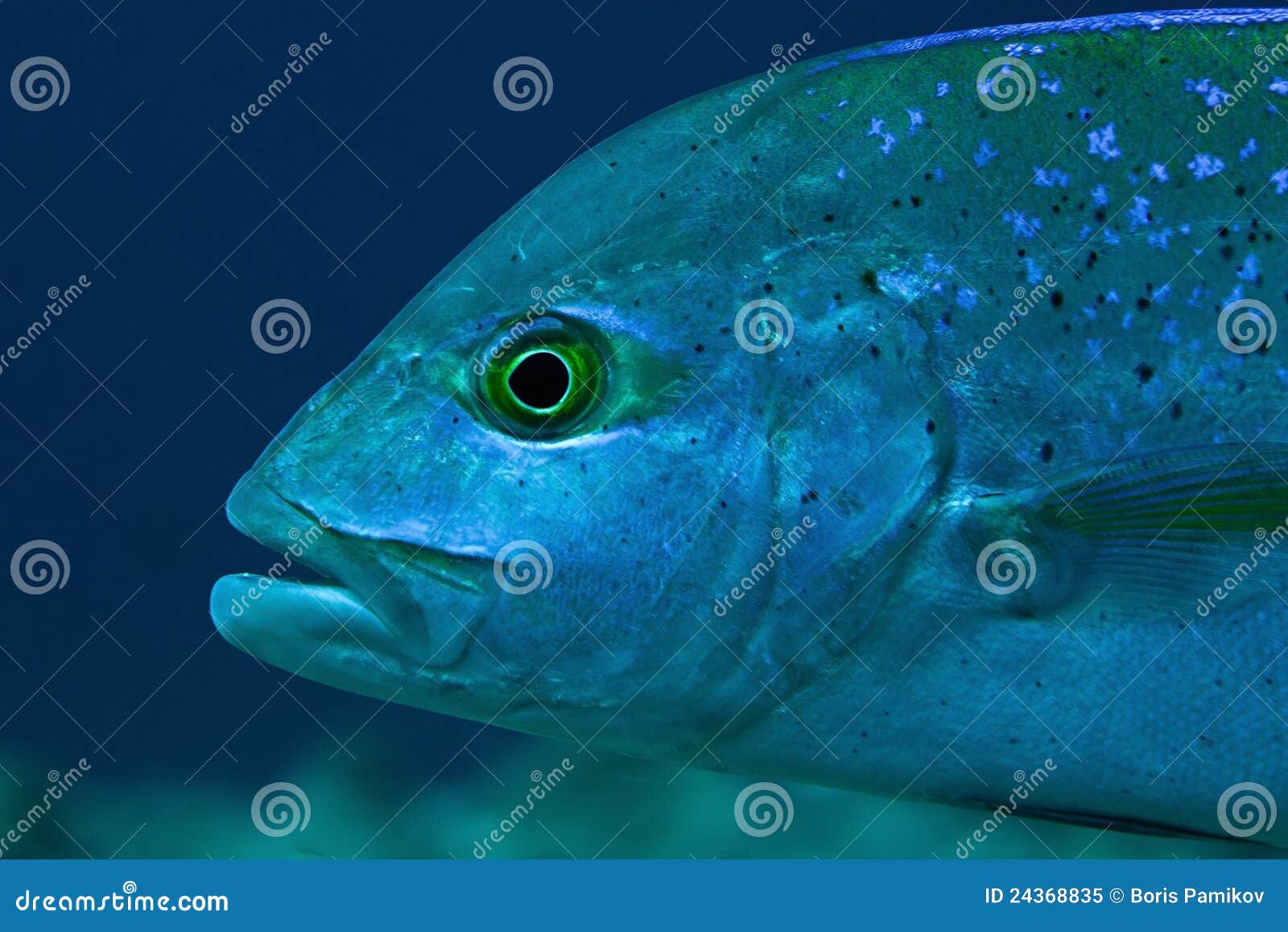 Portrait of Blue-fin Trevally, Maldives Stock Image - Image of indian ...