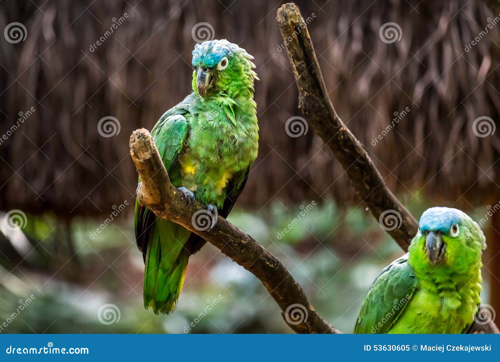 Portrait of Blue Fronted Parrot Stock Image - Image of look, colored ...