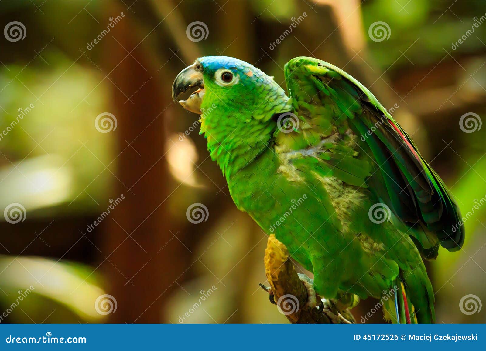 Portrait of Blue-fronted Parrot Stock Photo - Image of feather, close ...
