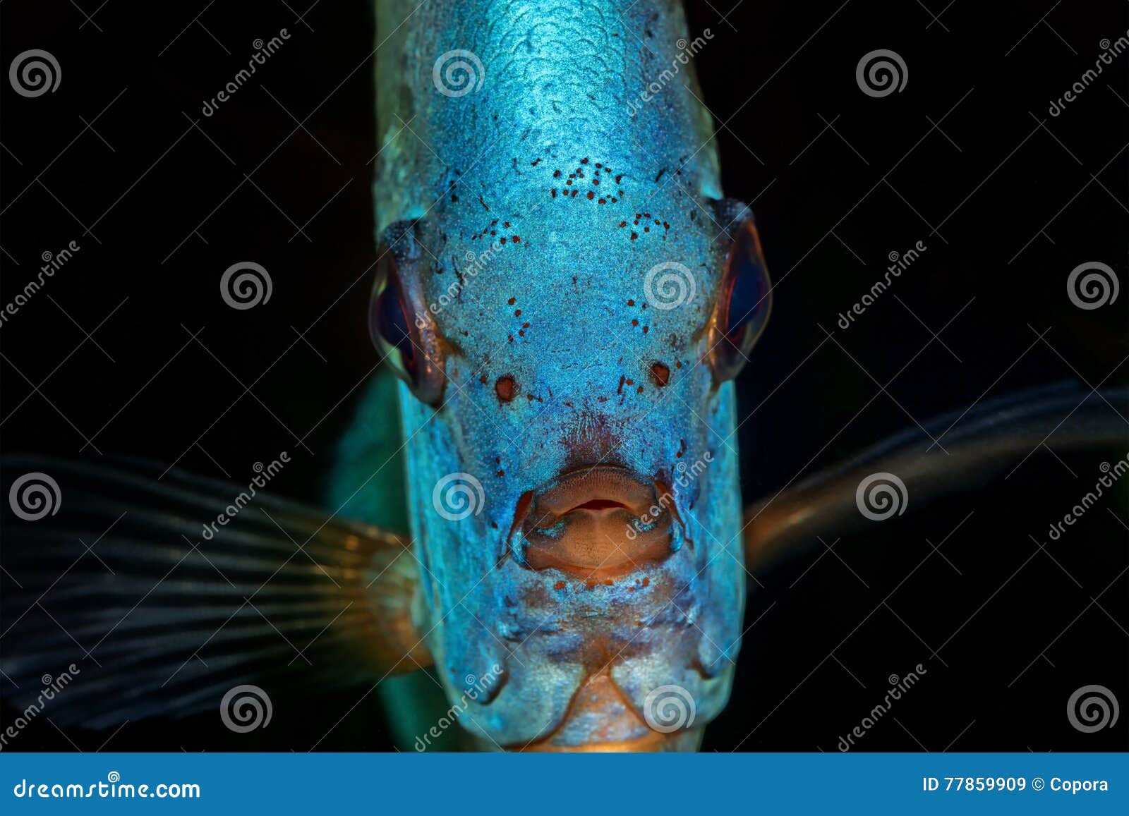 Portrait of Blue Head of Discus Fish Stock Image - Image of aquarium ...