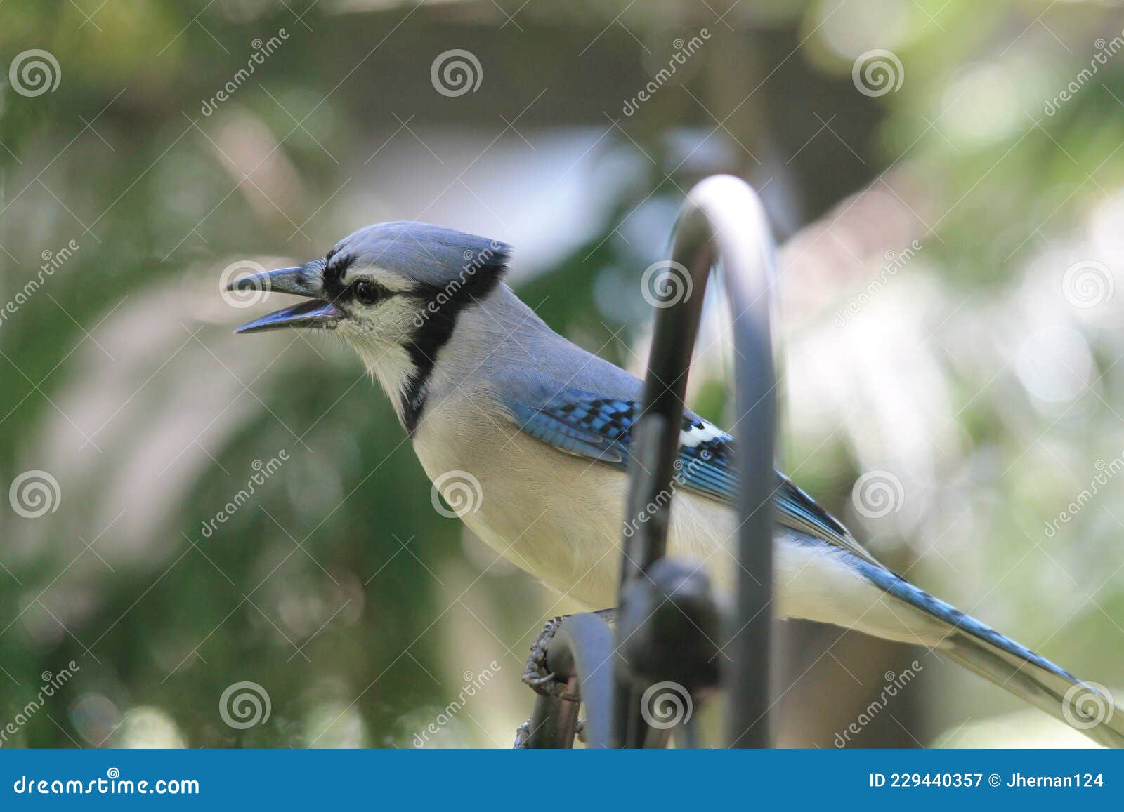 Portrait Blue Jay in Profile Stock Image - Image of bird, florida ...
