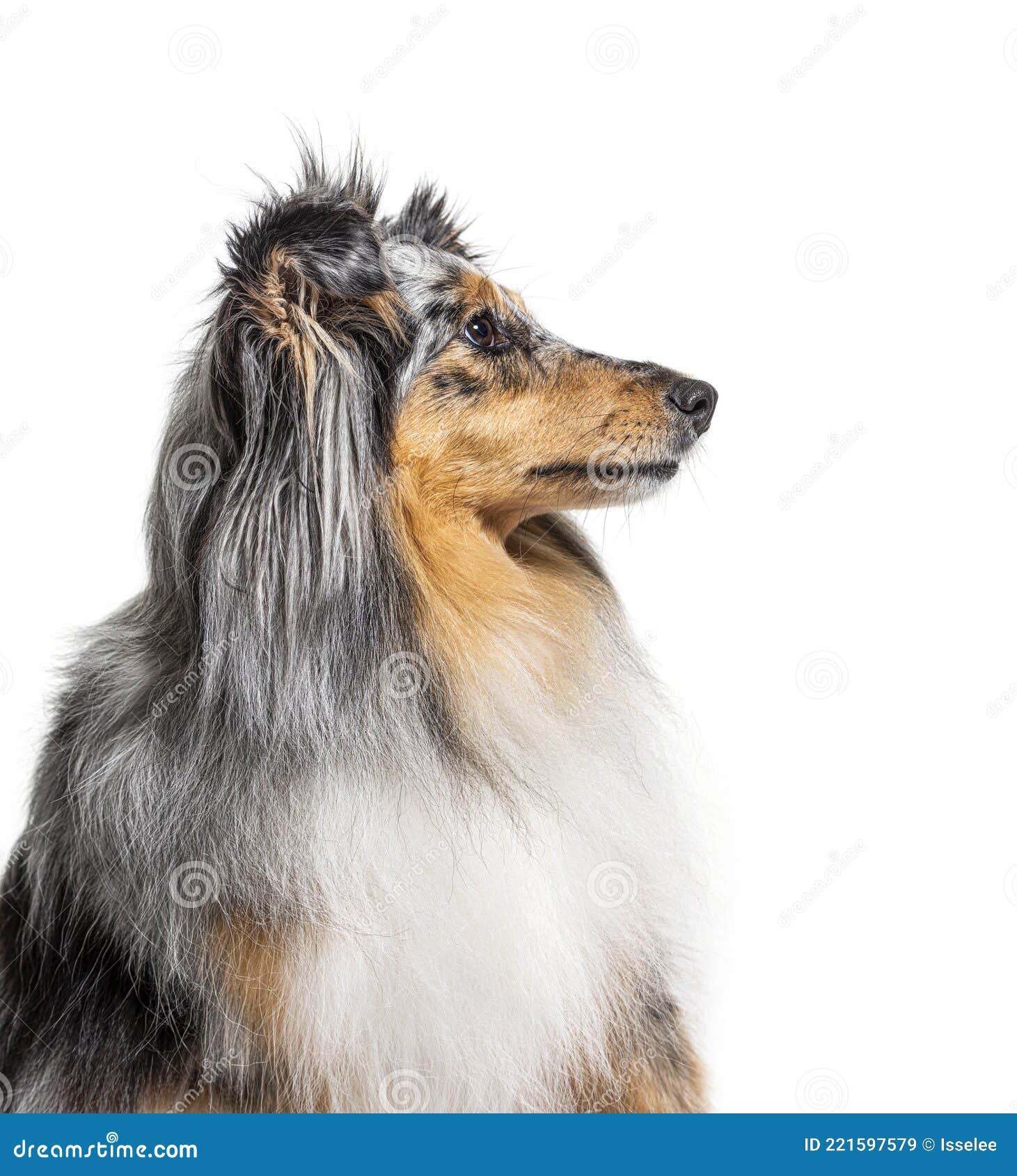 Portrait of a Blue Merle Sheltie, Isolated Stock Image - Image of ...