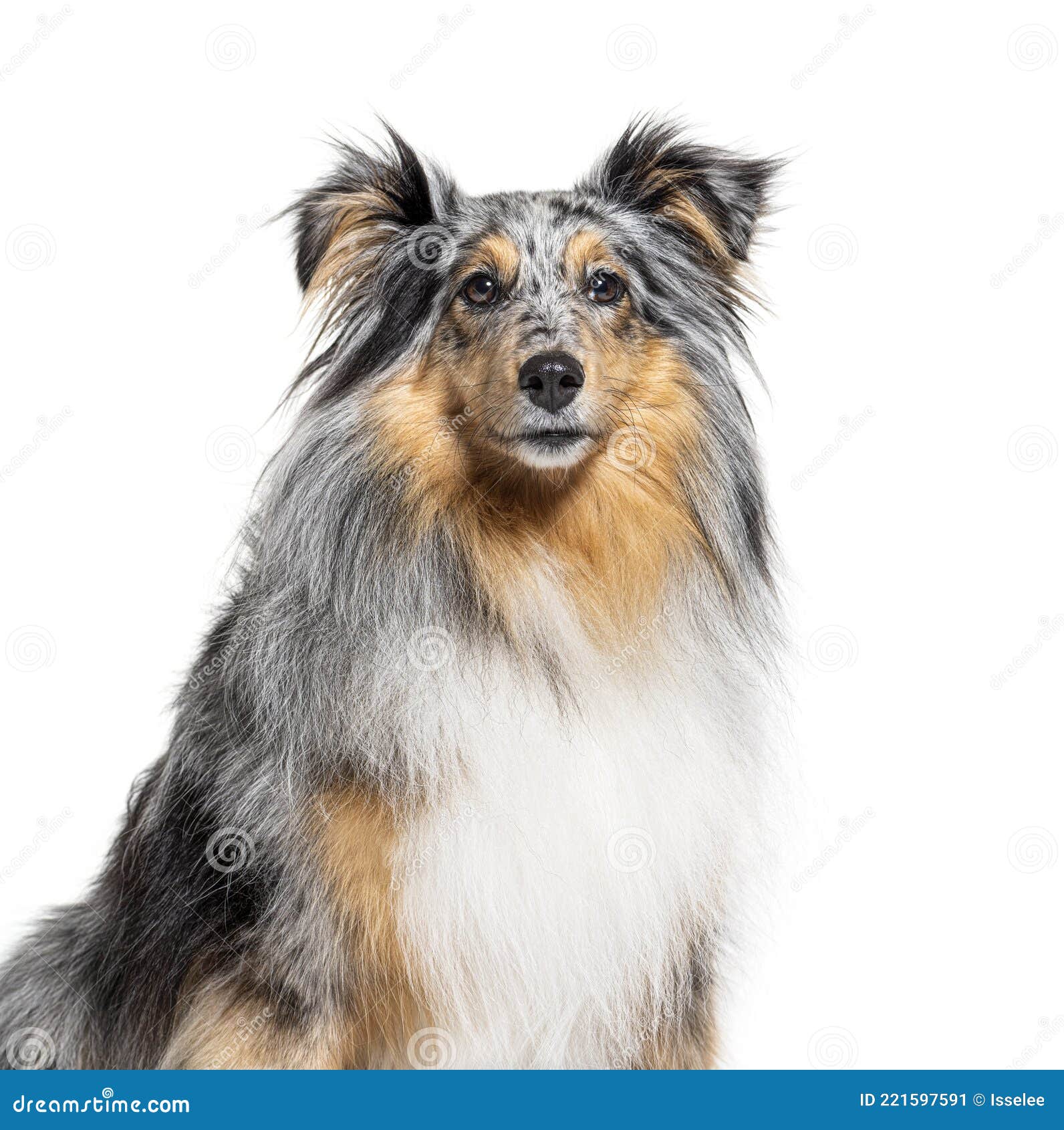 Portrait of a Blue Merle Sheltie, Isolated Stock Image - Image of ...