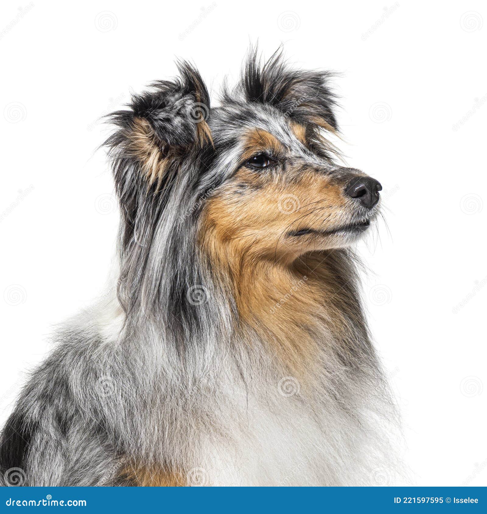 Portrait of a Blue Merle Sheltie, Isolated Stock Image - Image of blue ...