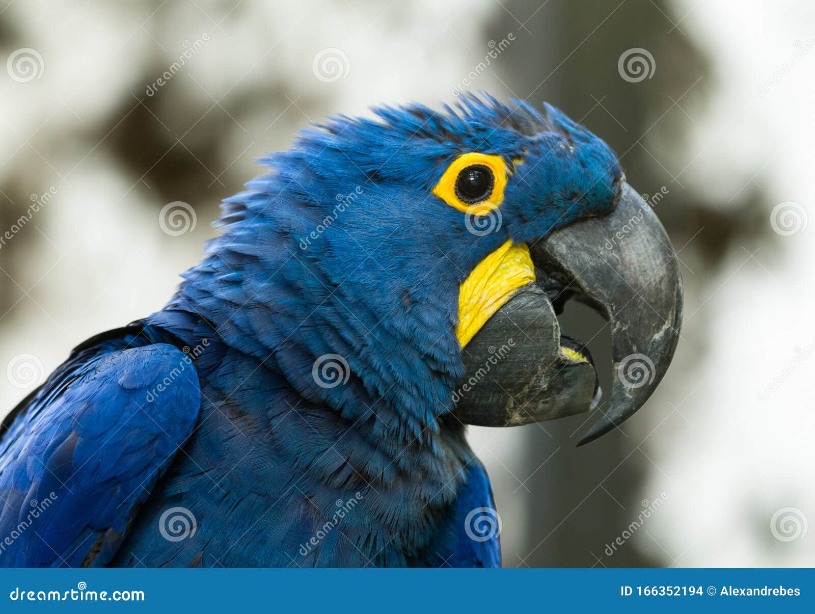 Portrait of a blue parrot stock photo. Image of beak - 166352194