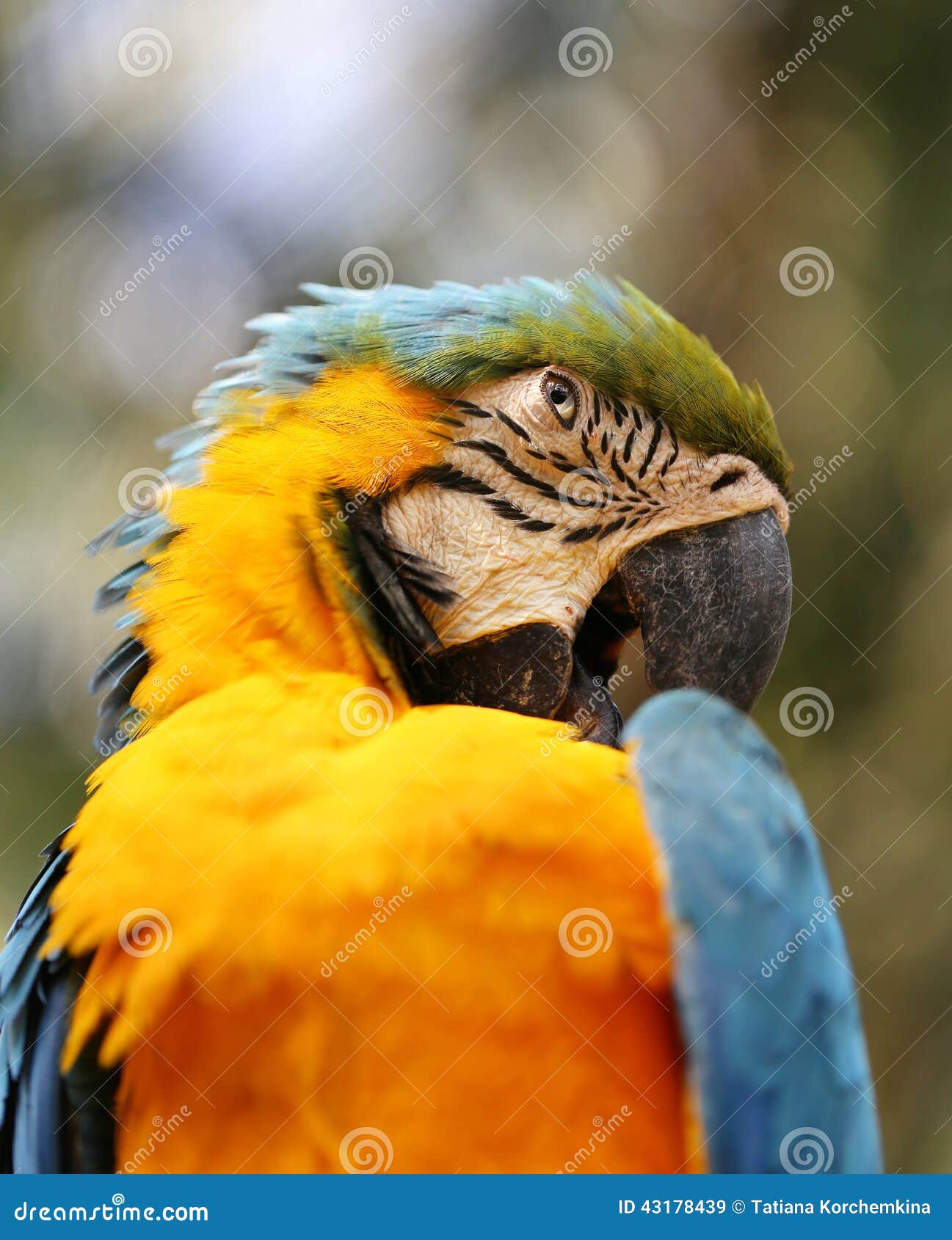 Portrait of a blue parrot stock image. Image of looking - 43178439