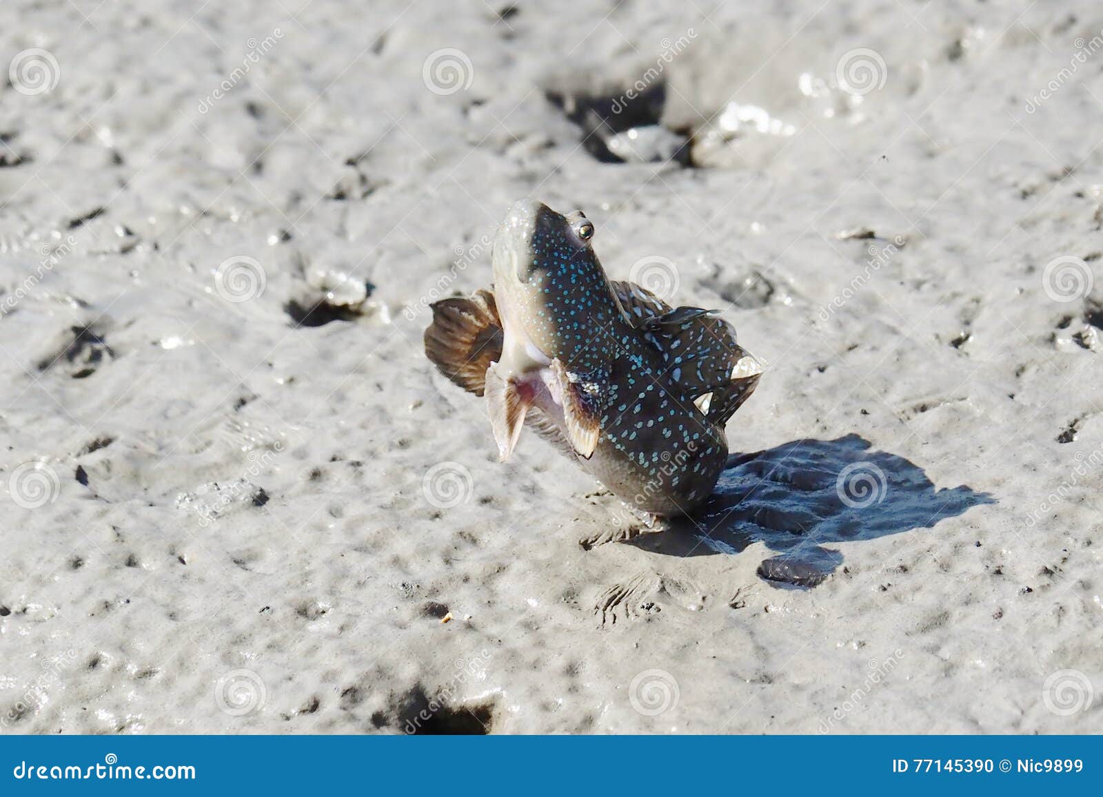 Portrait of a Blue Spotted MUdskipper Stock Photo - Image of adorable ...