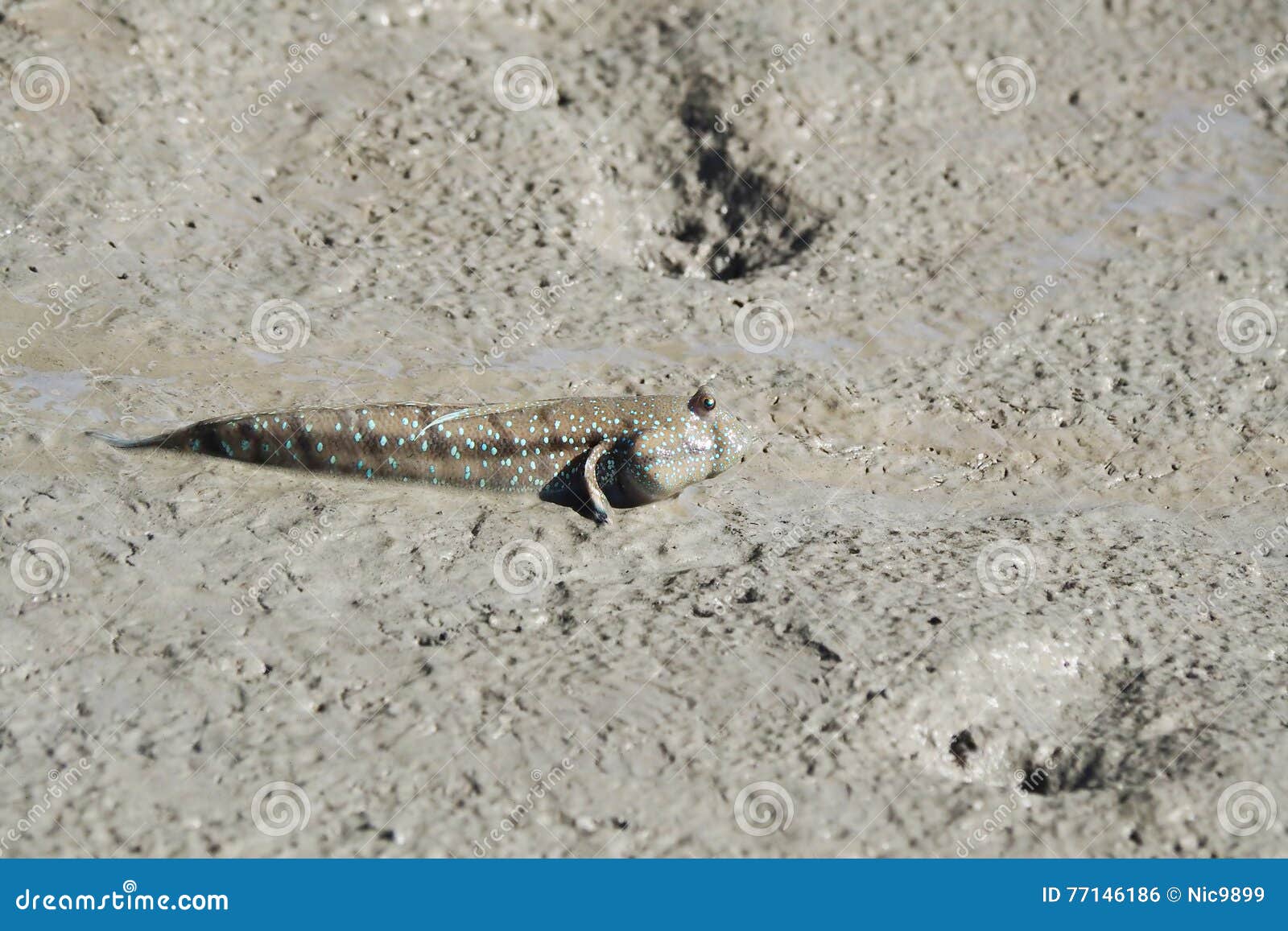 Portrait of a Blue Spotted MUdskipper Stock Photo - Image of outdoor ...