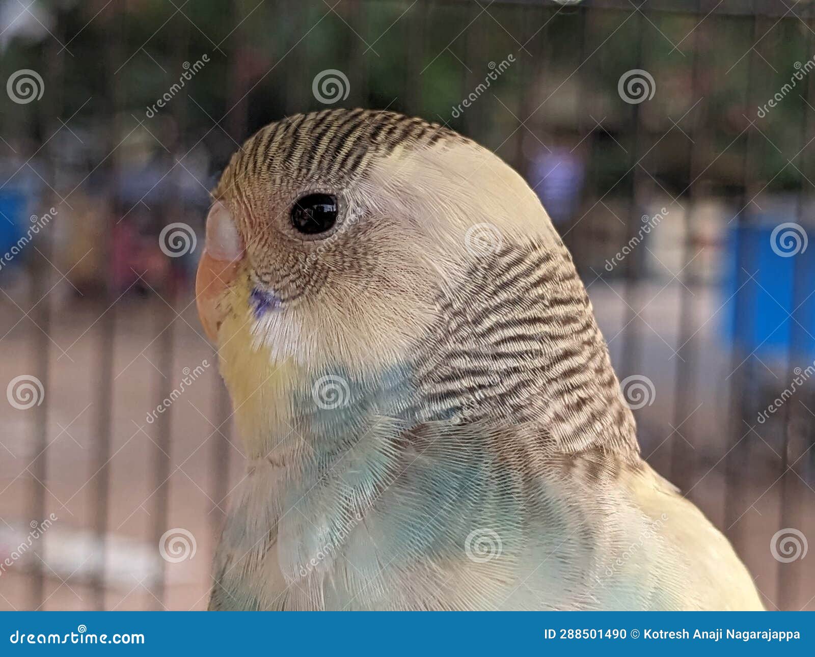 Portrait of a Blue and White Love Bird Stock Photo - Image of white ...