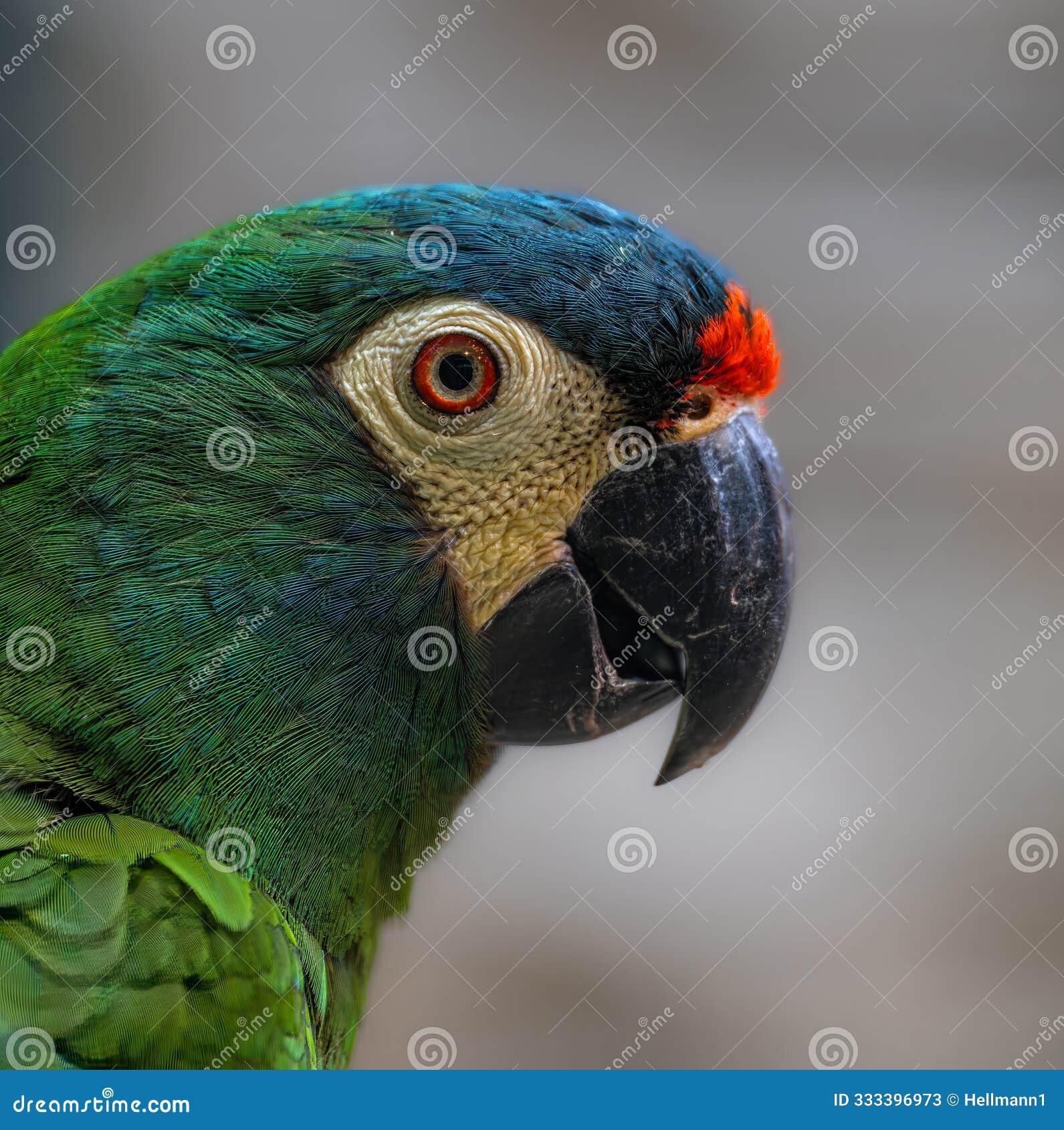 Portrait of a Blue-winged Macaw Stock Image - Image of beak, green ...