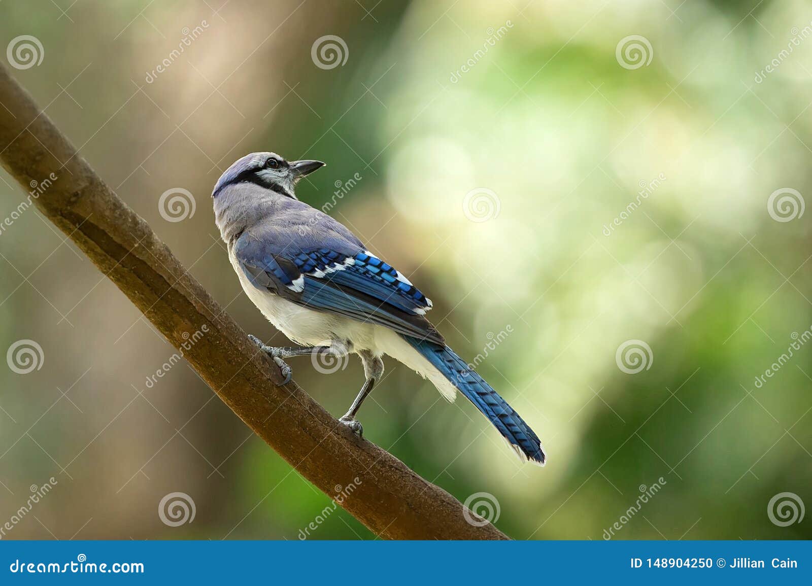 Portrait of a bluejay stock photo. Image of animal, jays - 148904250