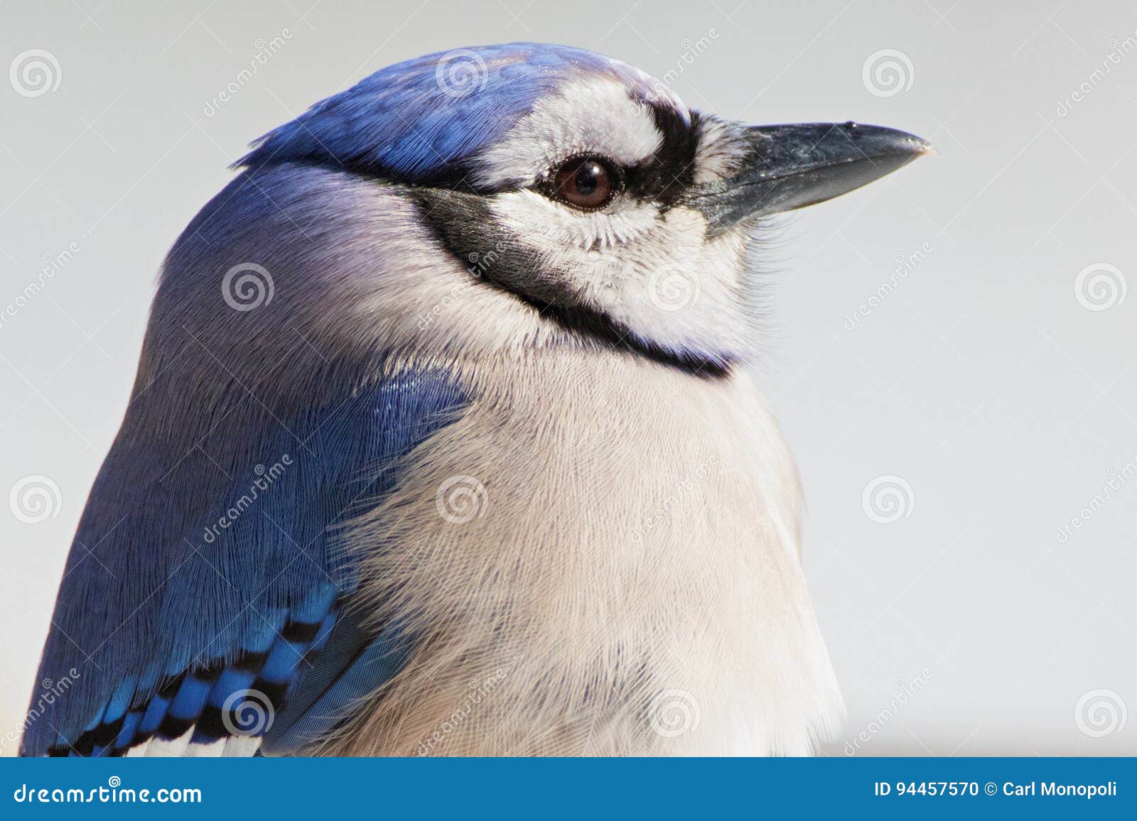 Portrait of bluejay stock photo. Image of closeup, feathers - 94457570