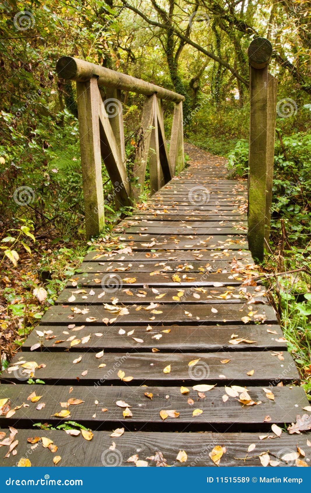 Portrait of the Boardwalk Bridge Stock Image - Image of wood, branches ...