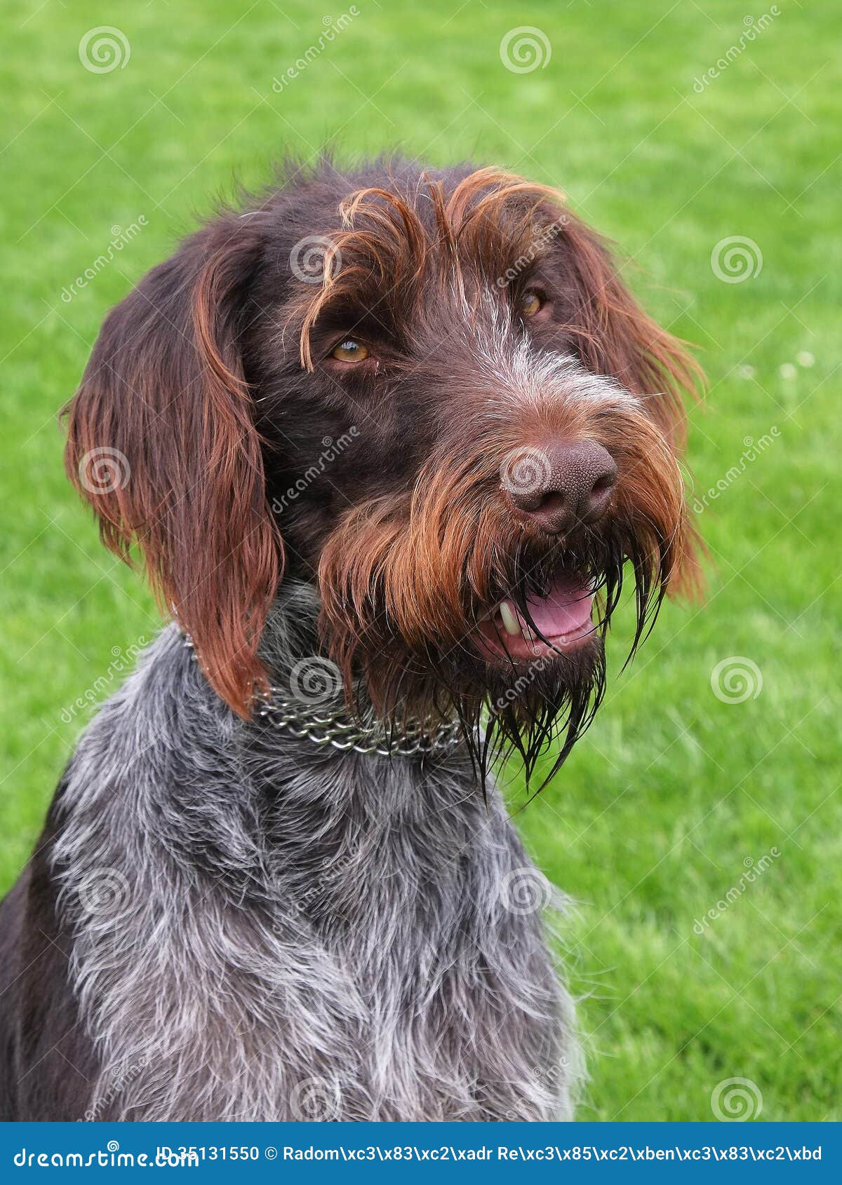 Portrait of Bohemian Wire-haired Pointing Griffon Stock Photo - Image ...