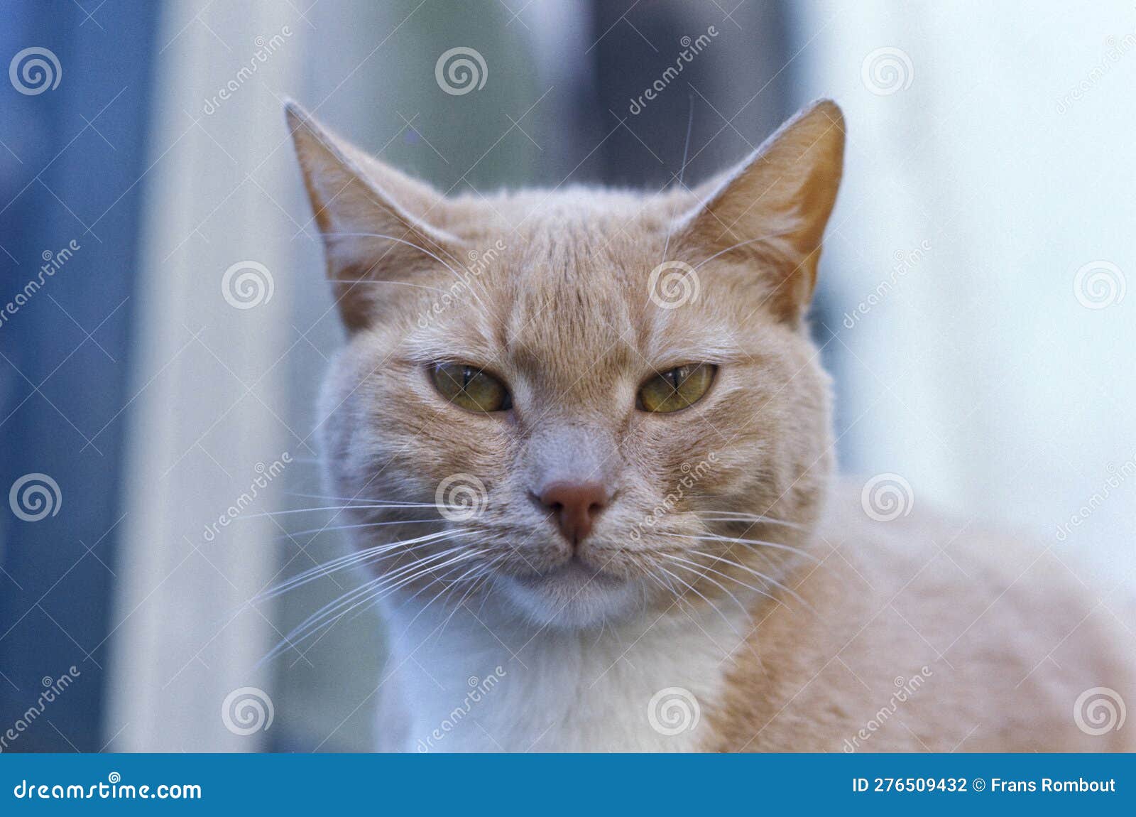Portrait of a Bold Red Tabby Cat Looking into Camera Stock Photo ...