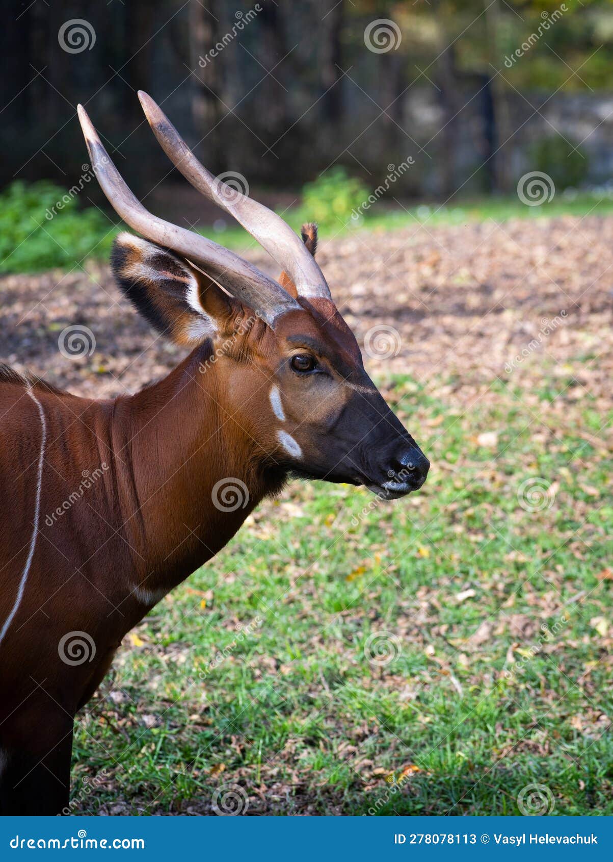 Portrait Bongo with Its Curled Horns Stock Image - Image of face, bongo ...